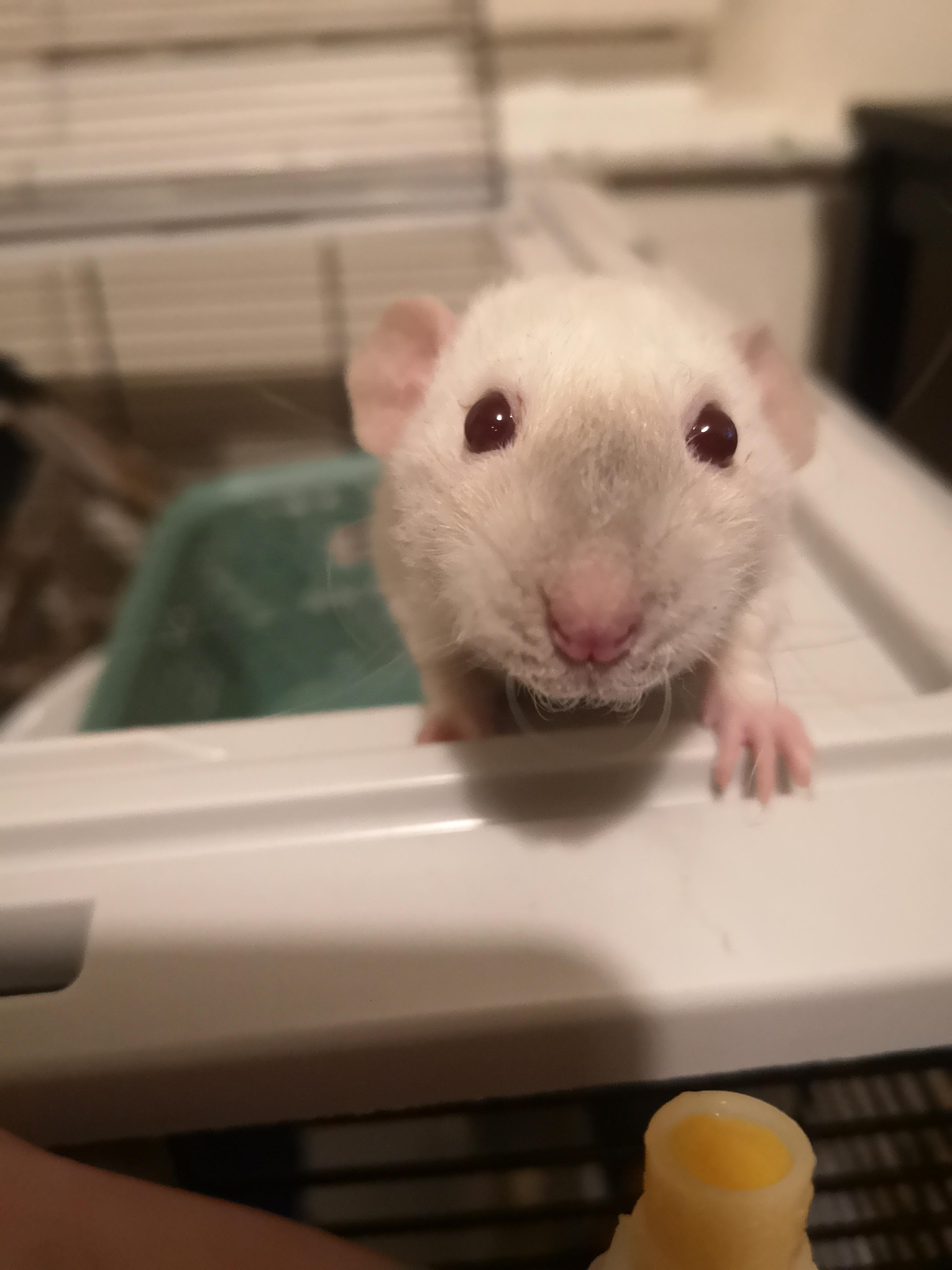 Hemlo dad, may i has more baby food? | Scrolller