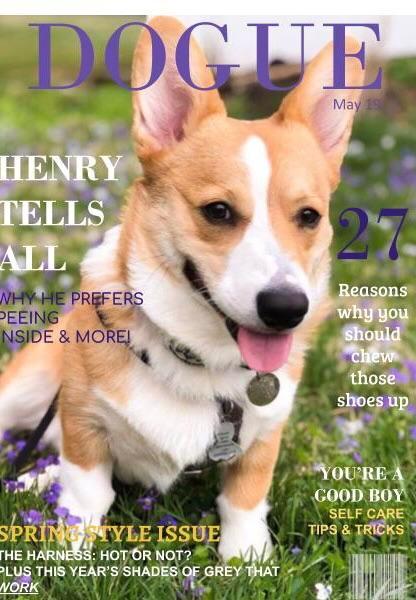 Henry’s Debut | Scrolller