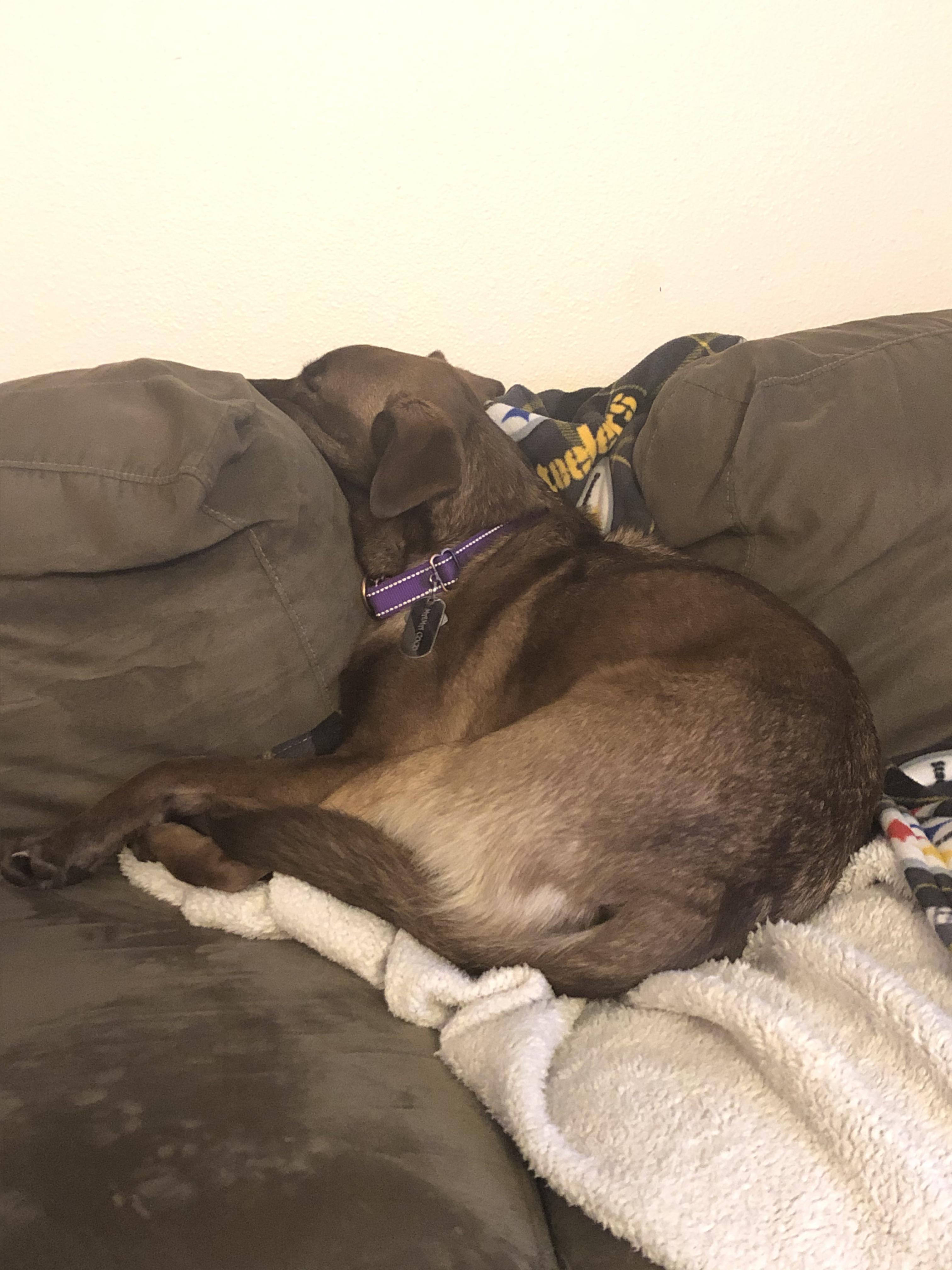 Her favorite napping position. Somehow this is comfortable | Scrolller