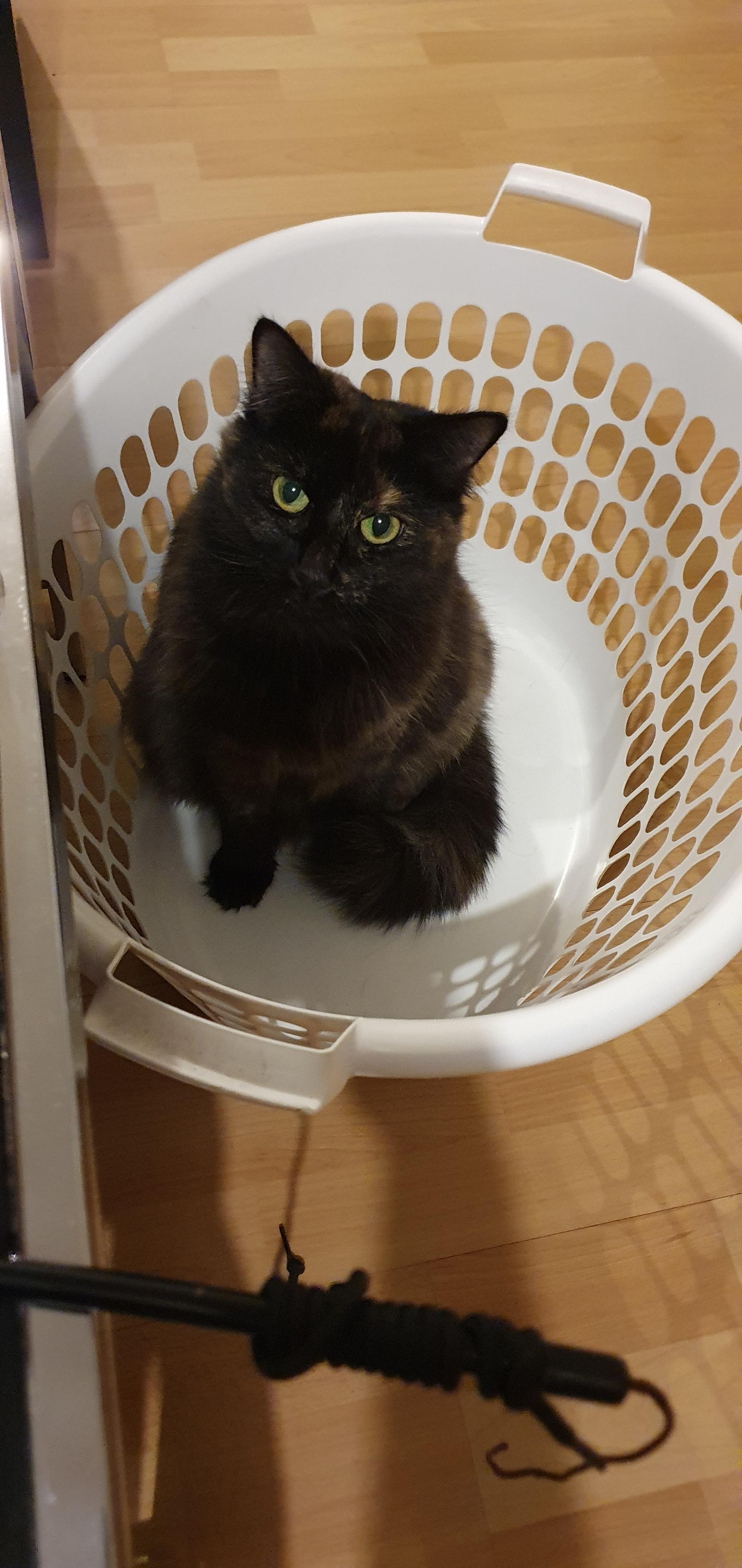 Her new favourite trap | Scrolller