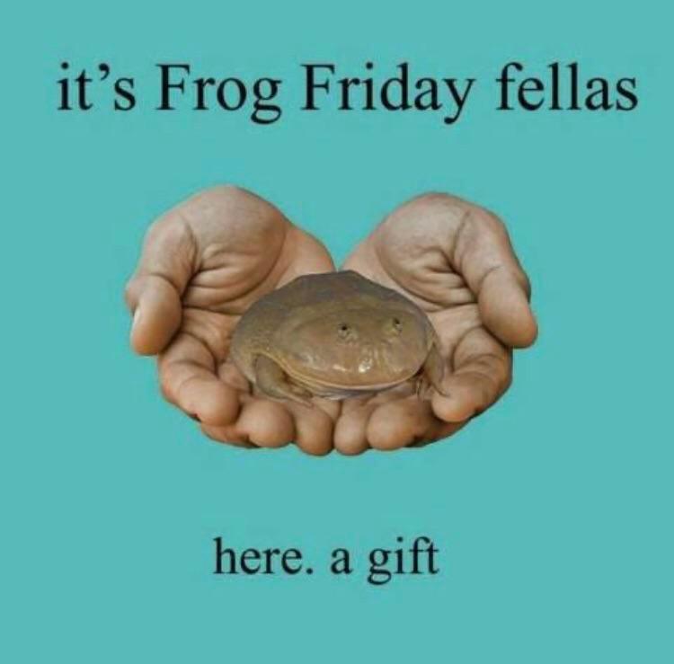 Here frog | Scrolller