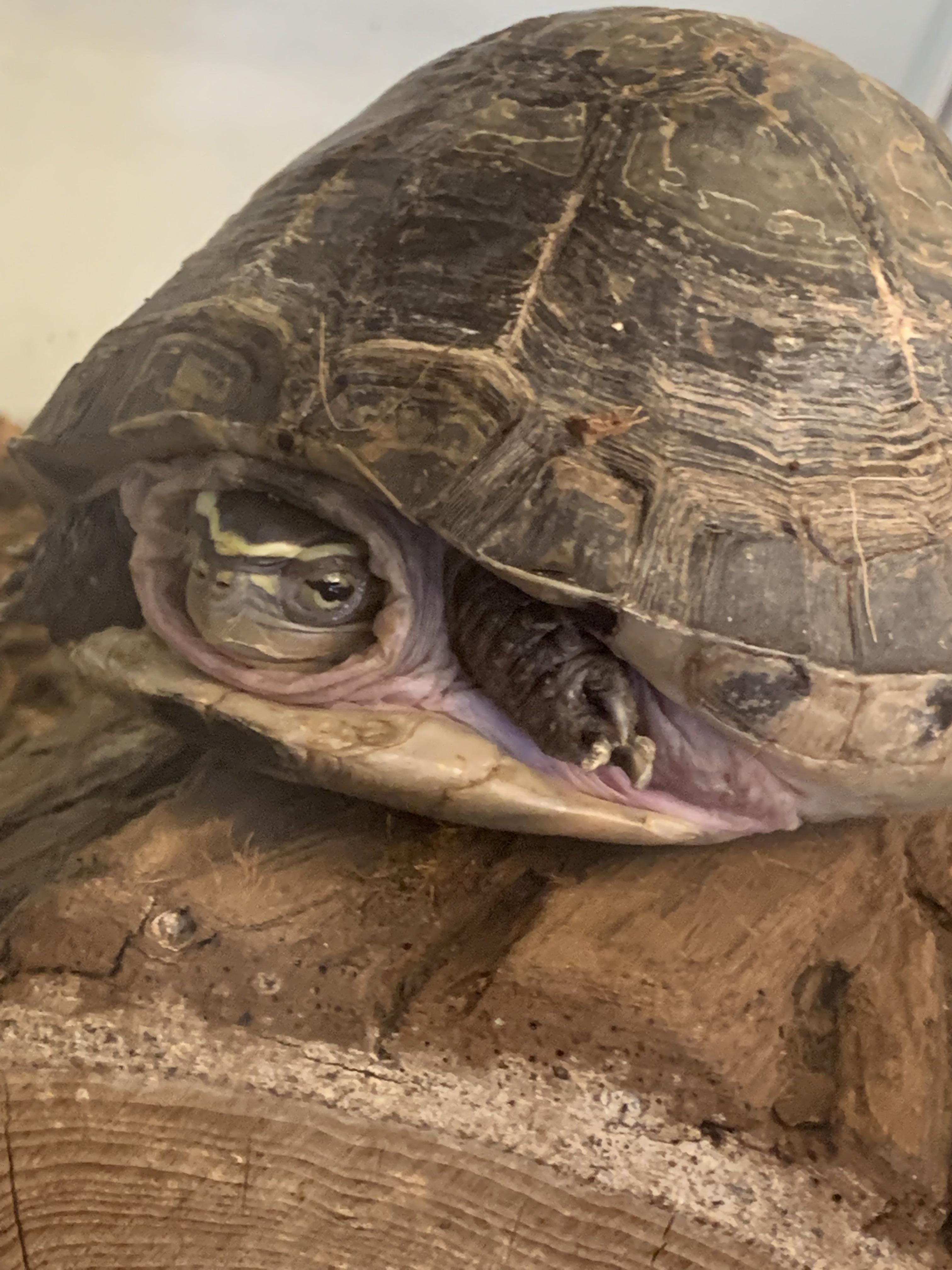 Here is a turtle AMA | Scrolller