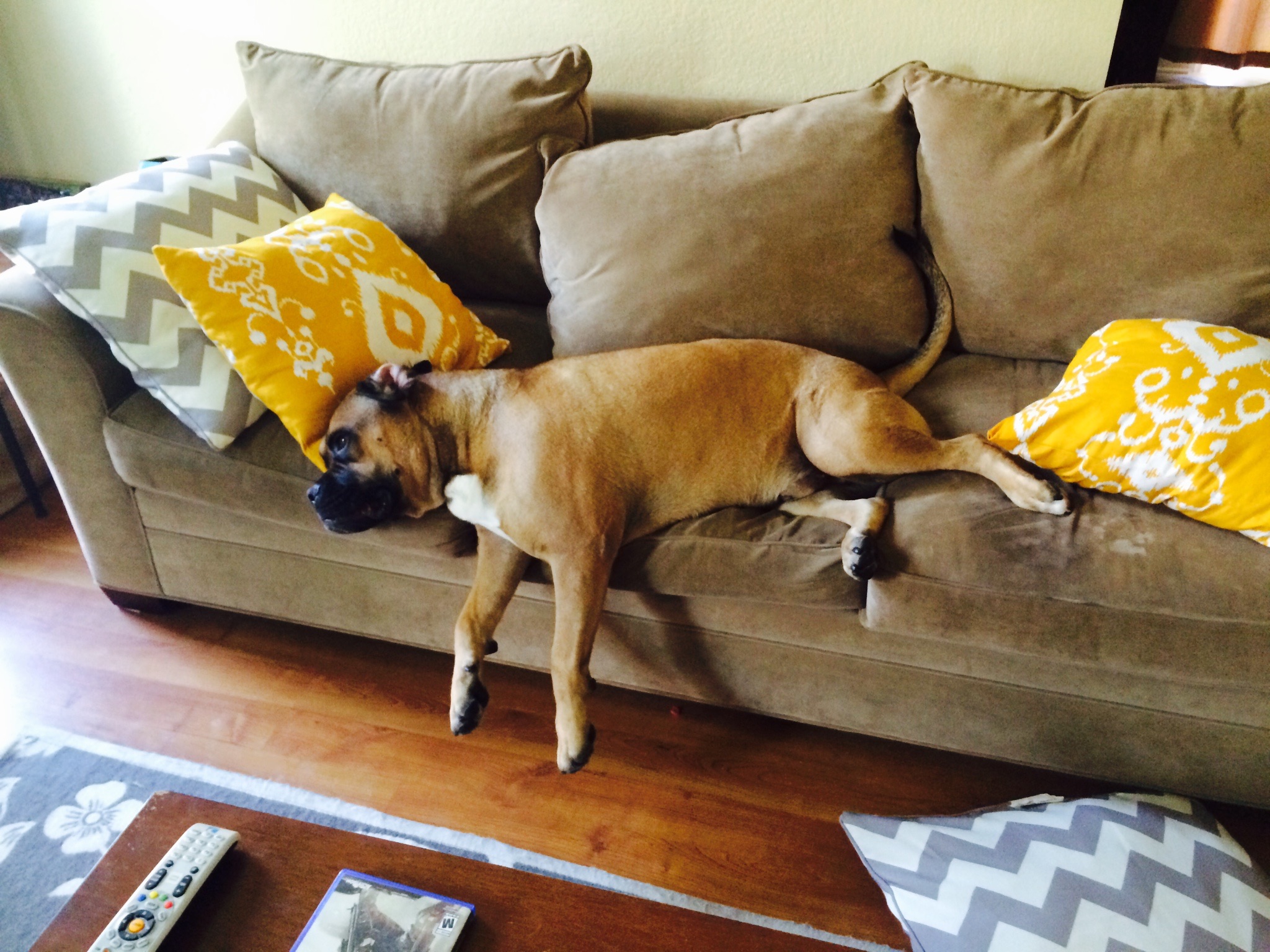 Here is Bane, contemplating life | Scrolller