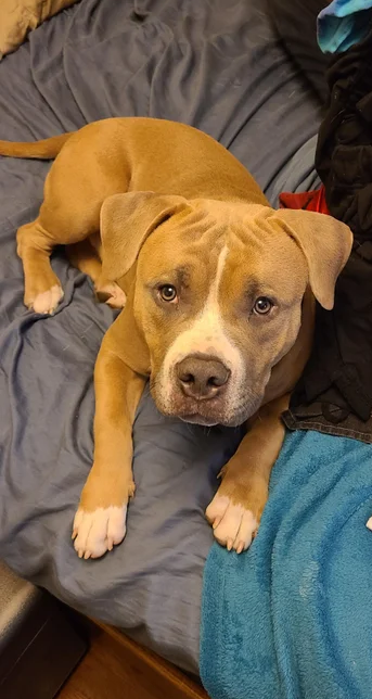 Here is moose. | Scrolller