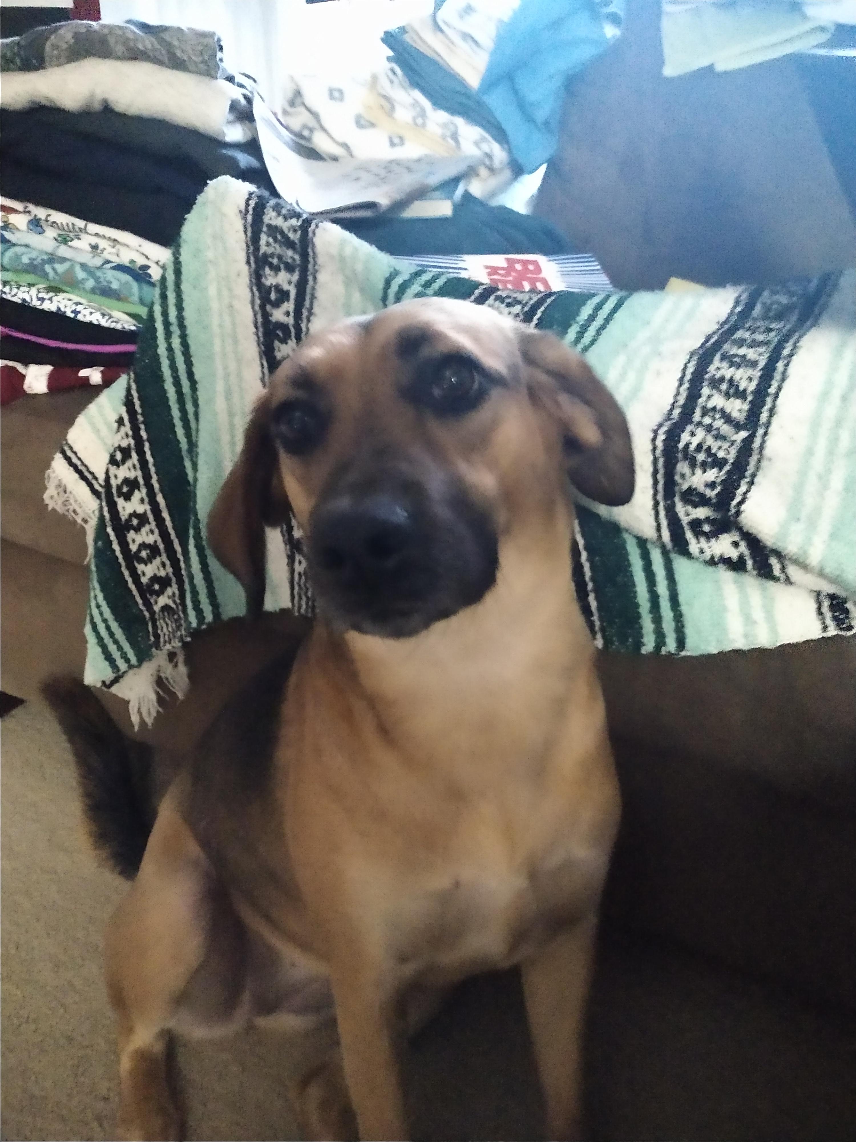 Here Is My Good Girl Scrolller
