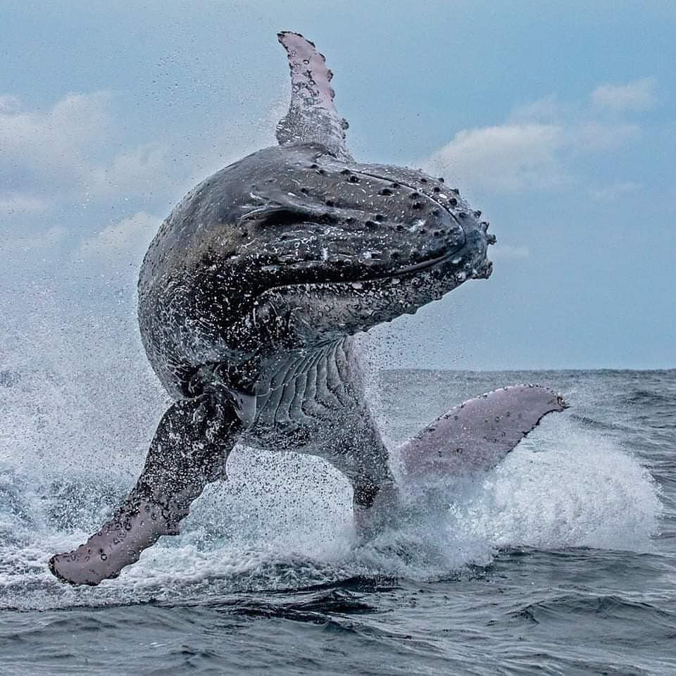 Here’s a humpback whale | Scrolller