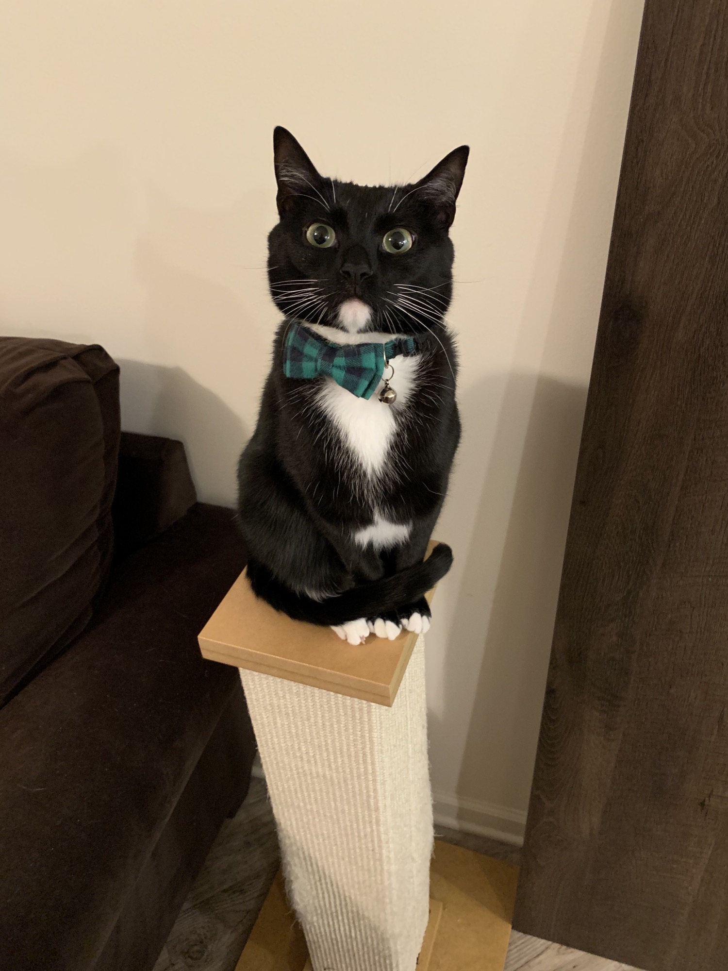 Here’s Huey looking dapper | Scrolller