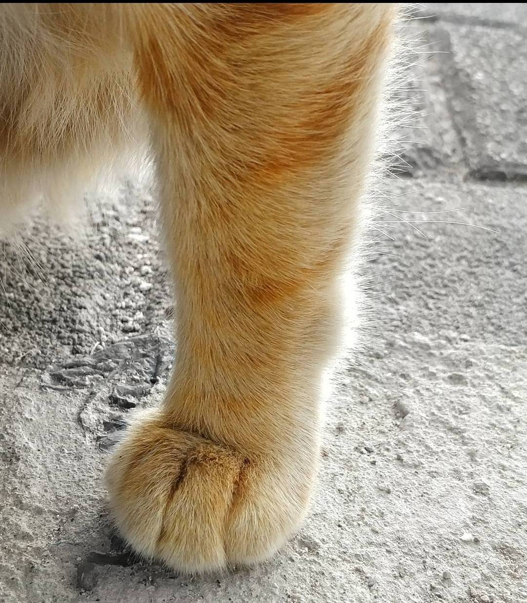 Here's a cat paw 🐾 | Scrolller