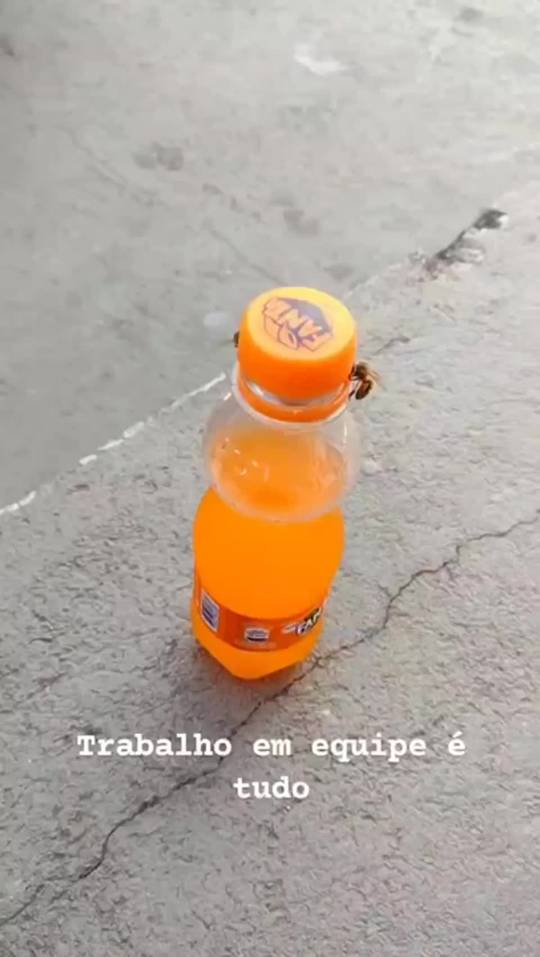 Here's a couple of smart bees opening a soda bottle | Scrolller