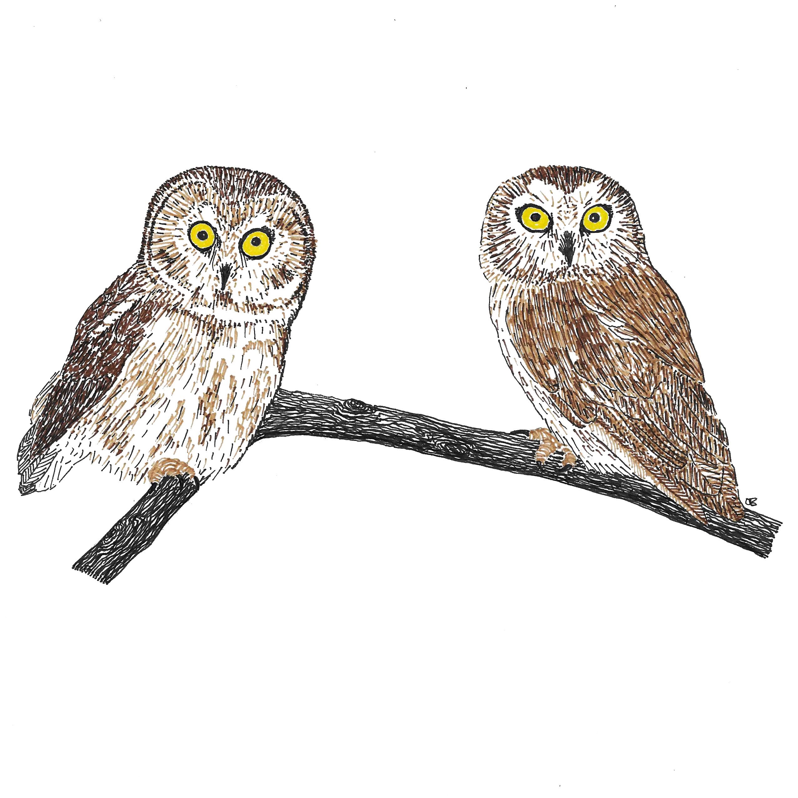 Here's a pair of superb owls I drew! Hope you like it | Scrolller
