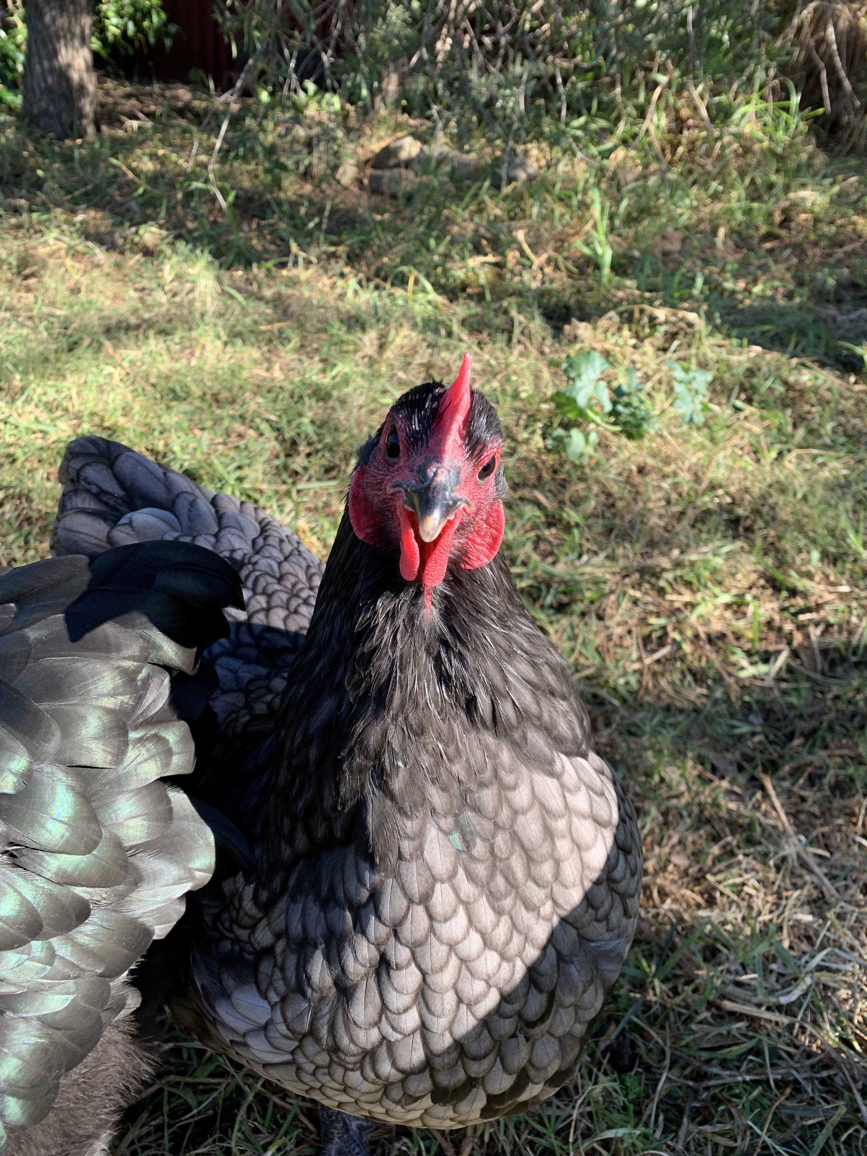 Here's a picture of one of my hens, fuck you all | Scrolller