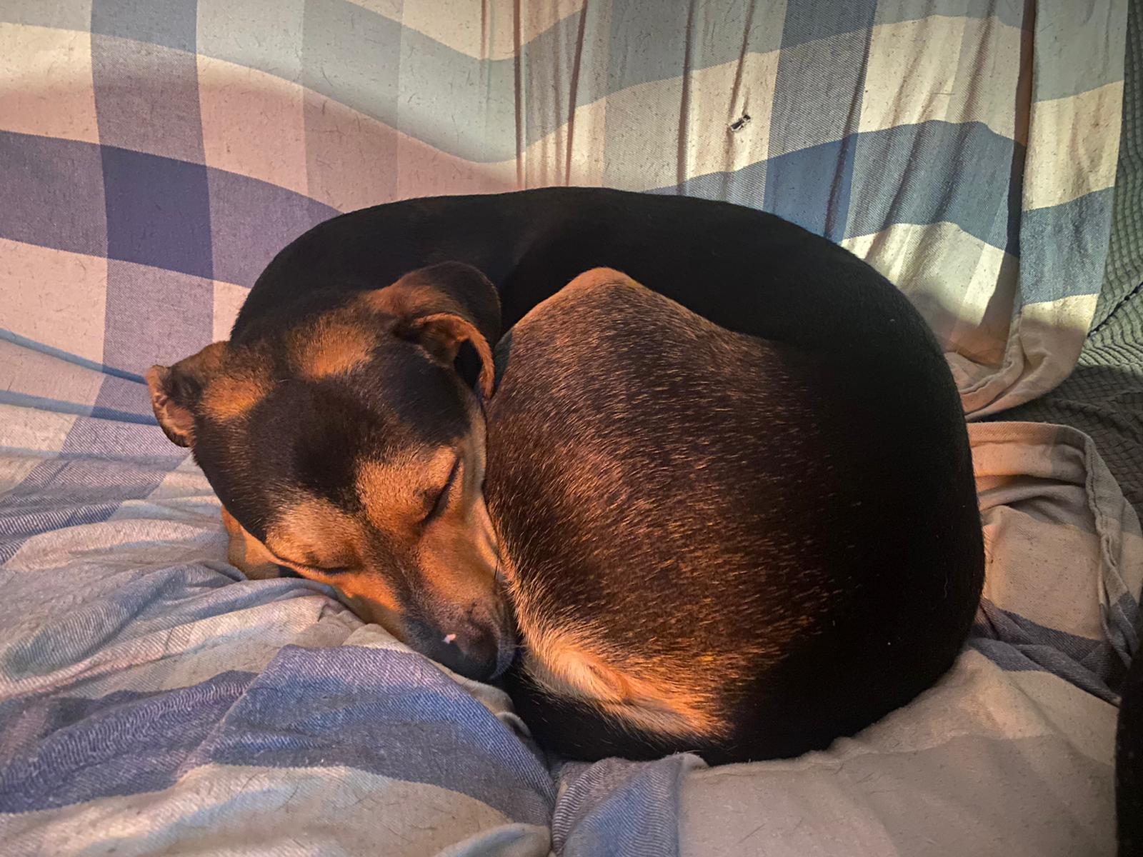 Here's my good girl taking a well deserved nap! | Scrolller