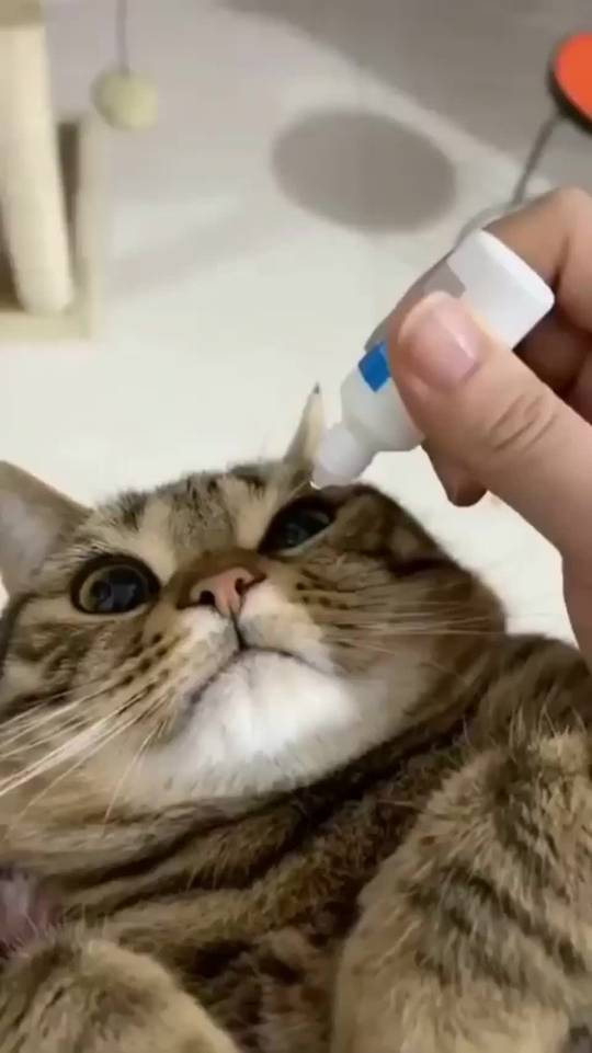 He's just braver than me | Scrolller