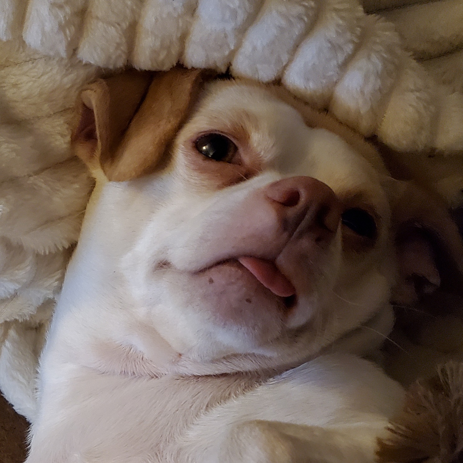 He's not dead, really. | Scrolller