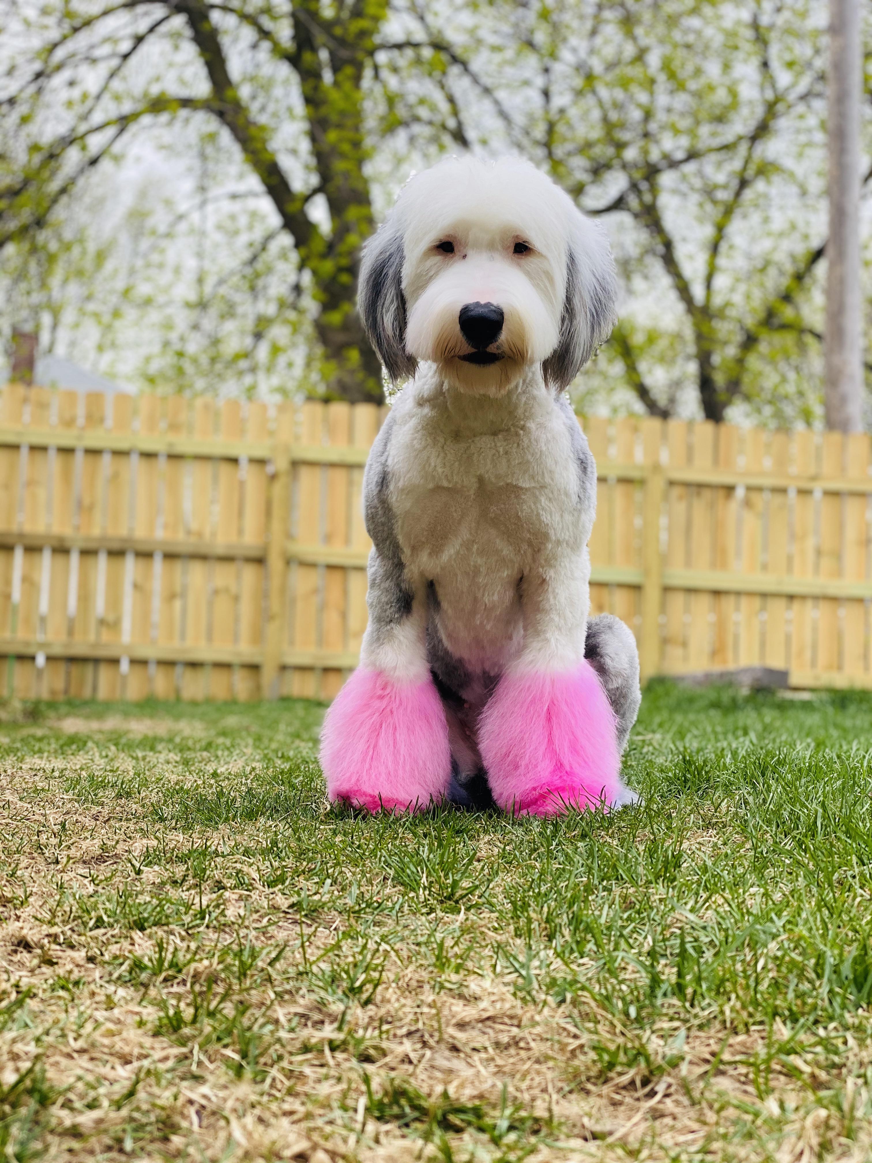 Hey y’all, meet Tilly Mae | Scrolller