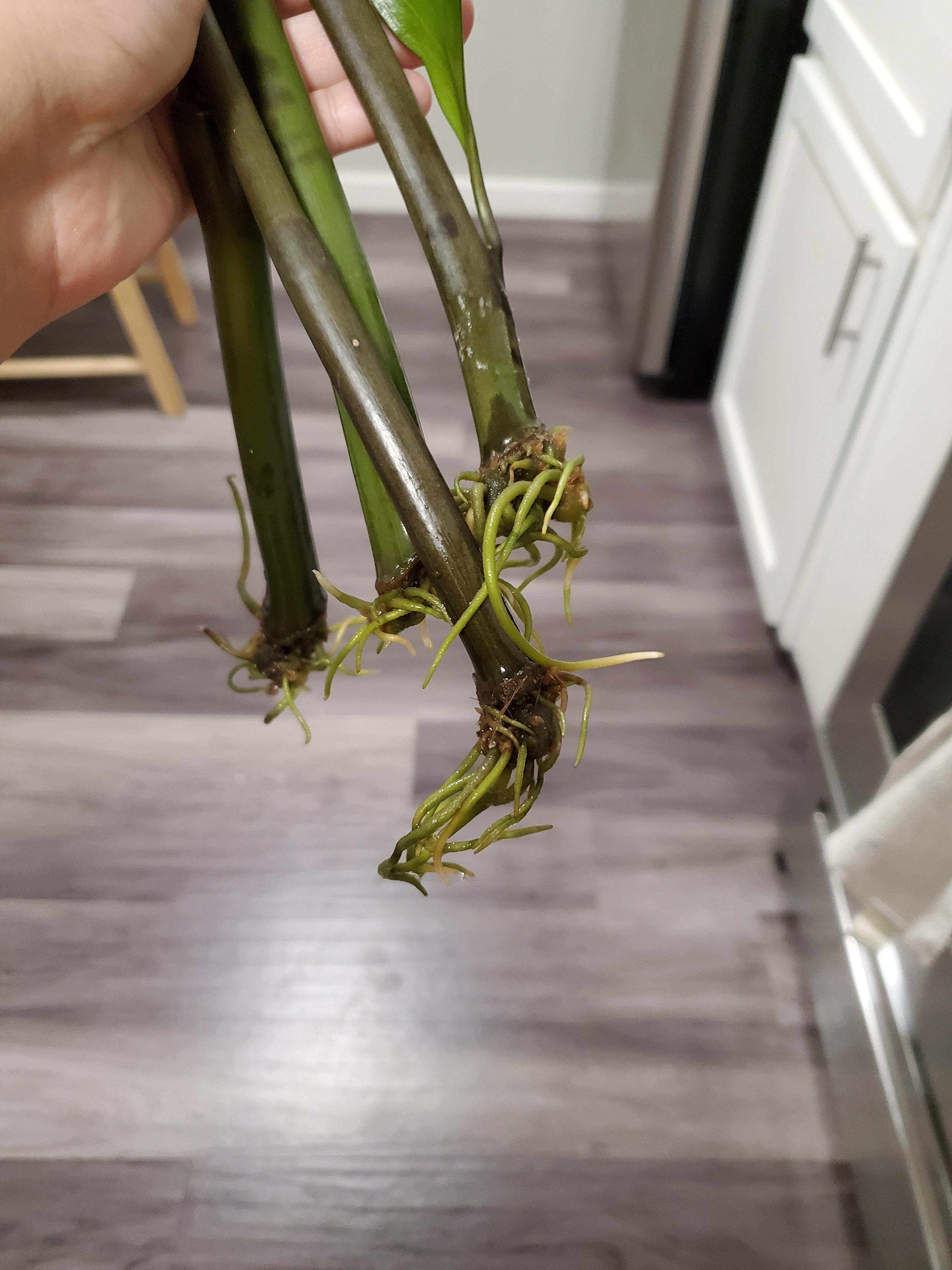 hi! are these zz plant cuttings ready to be potted in dirt, or should I wait some more? | Scrolller