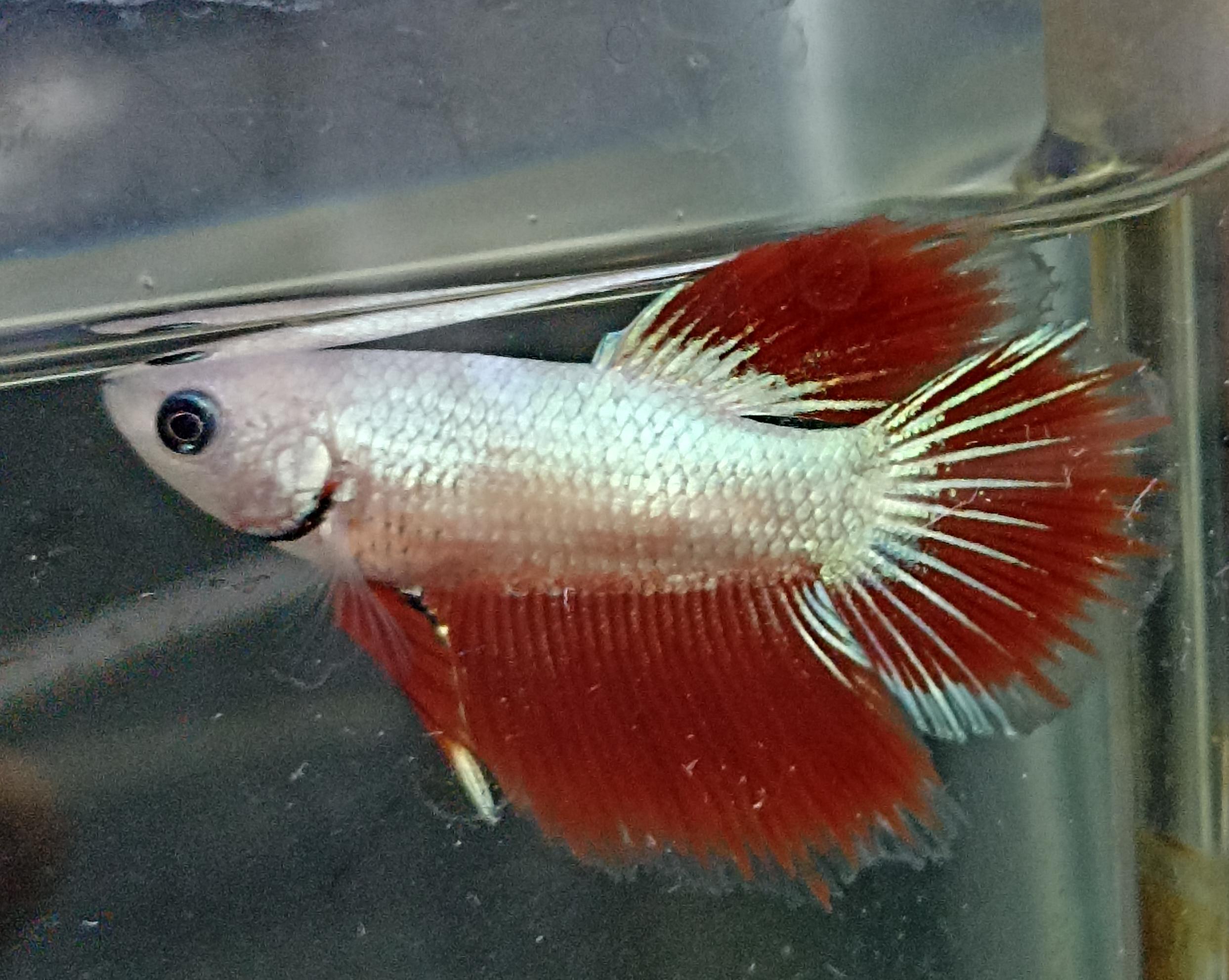 Hi, I need help identifying if this fish is female or male? Thanks alot | Scrolller