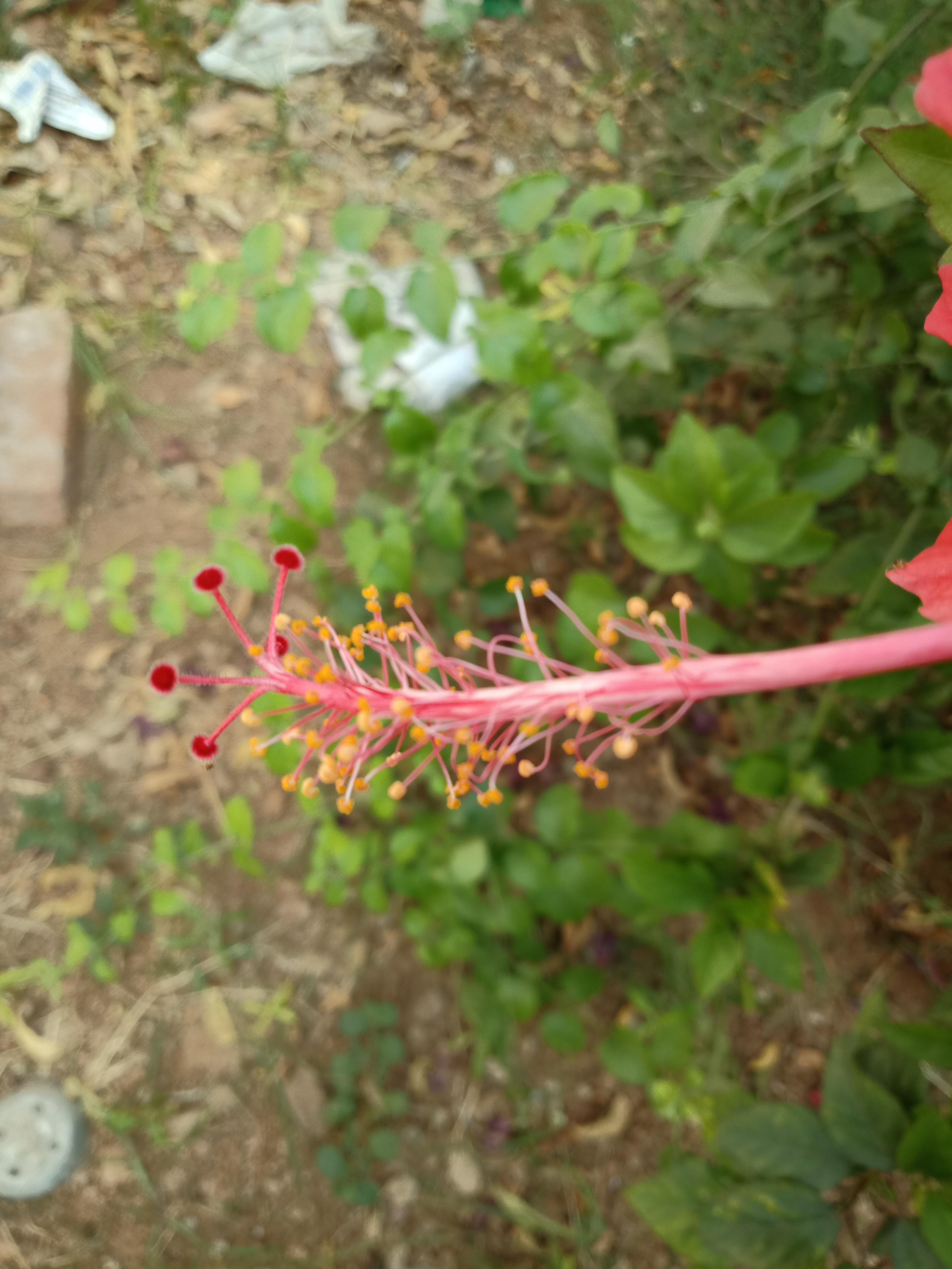 Hibiscus | Scrolller