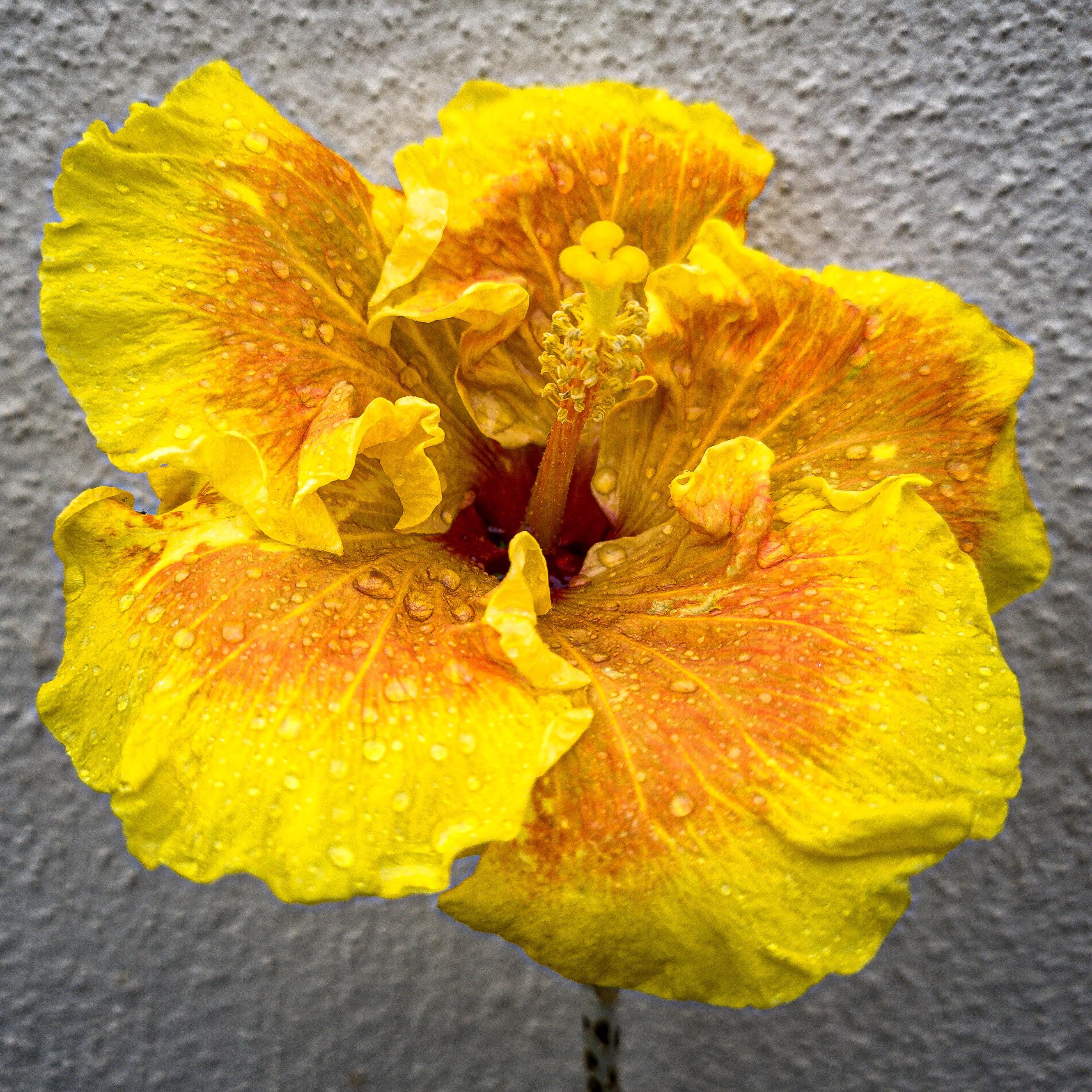 Hibiscus by Galaxy S21 Ultra | Scrolller