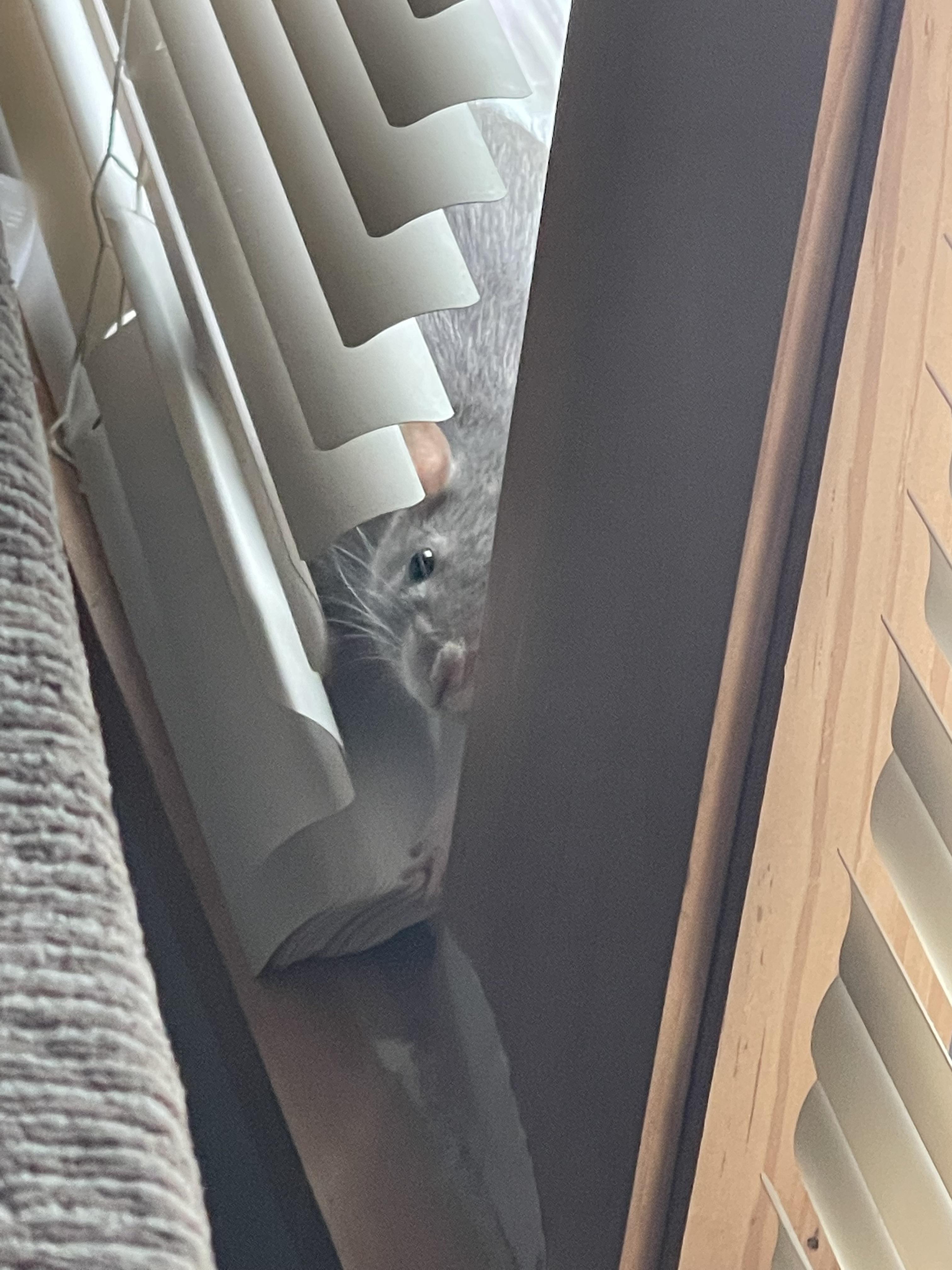 Hide and Seek with Ella | Scrolller