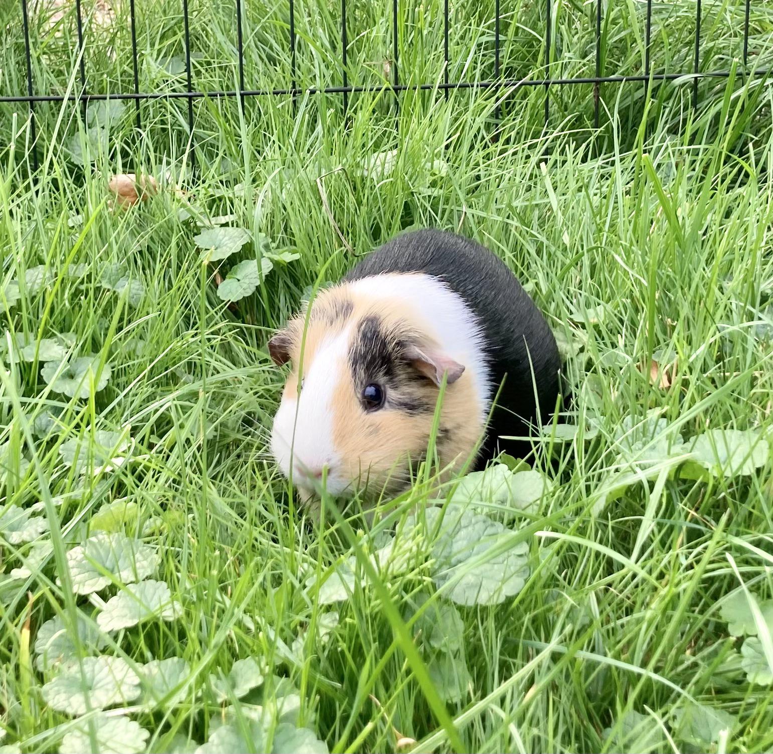 Hiding In The Bush… Scrolller