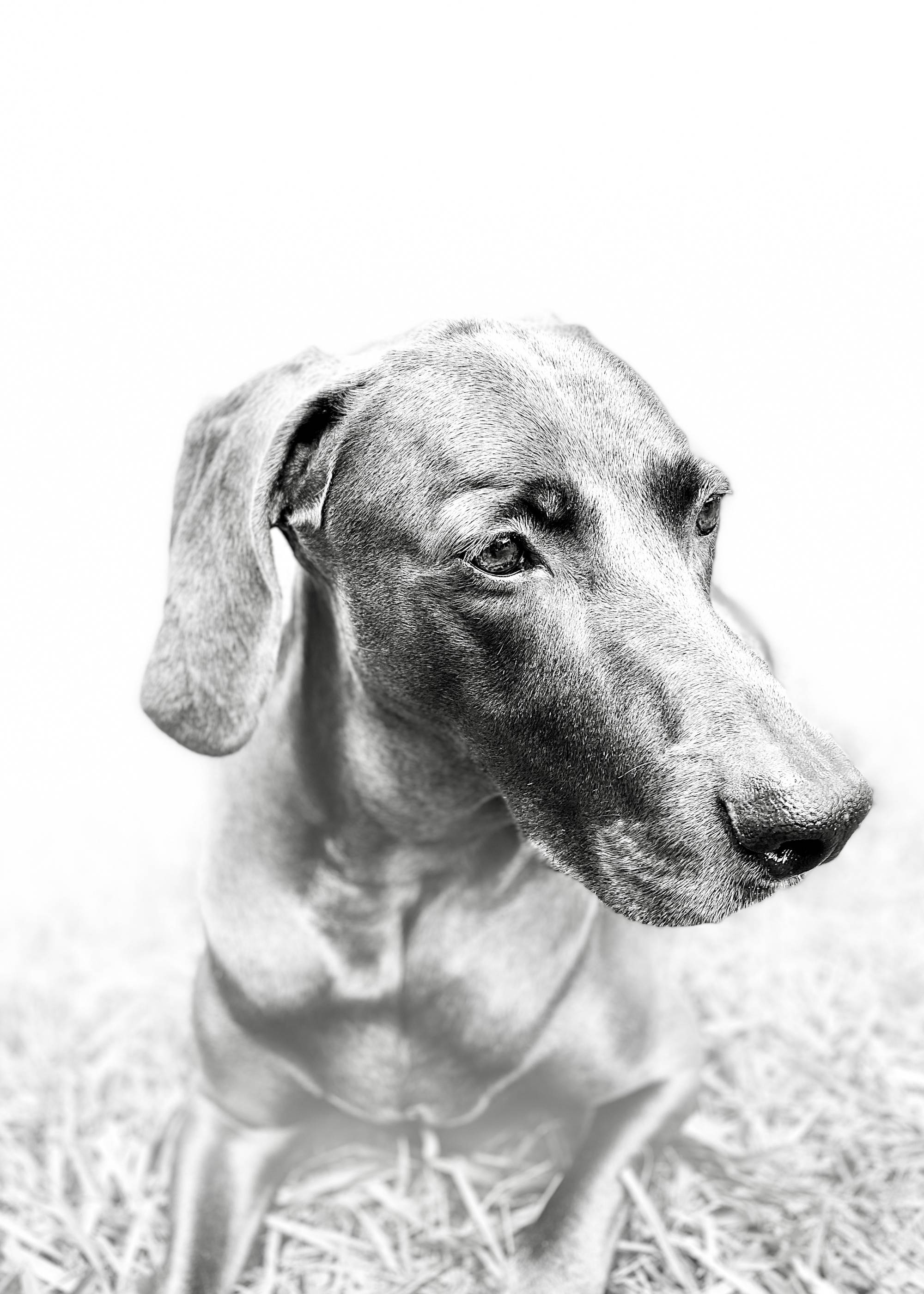 High Key Mono - Weimaraner | Scrolller