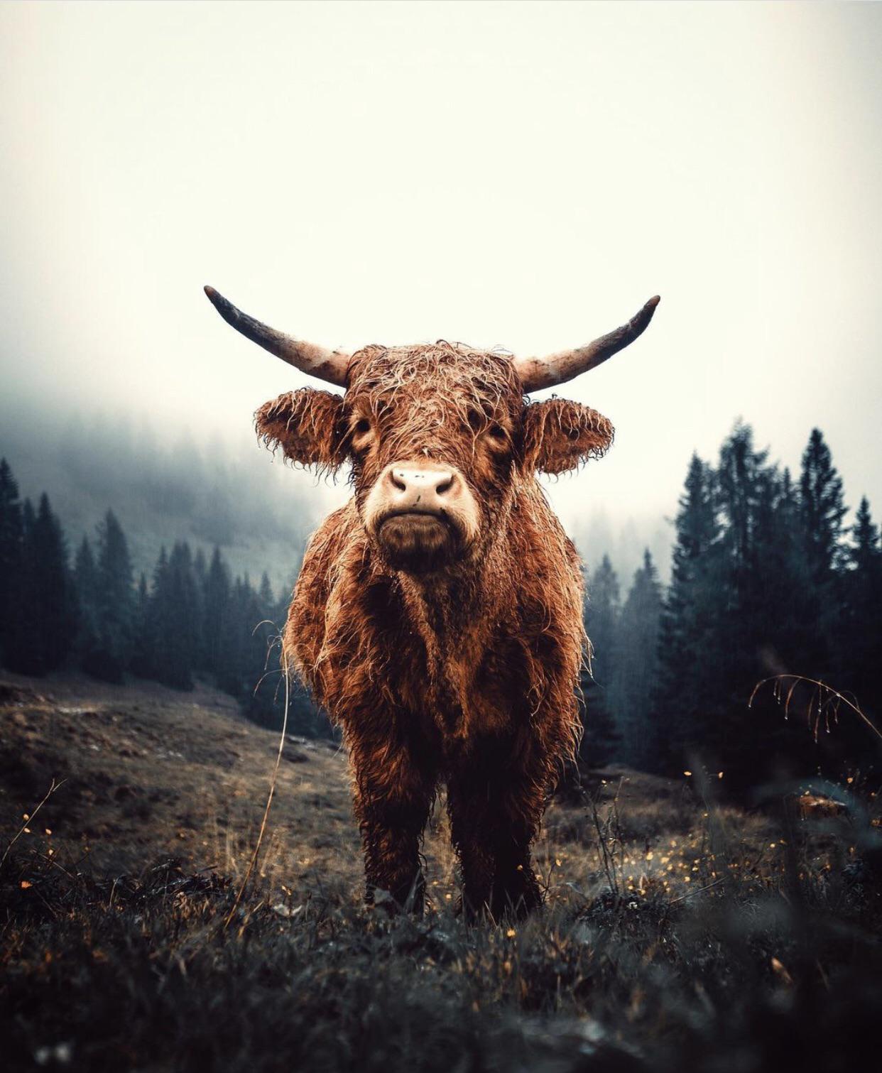 🔥 Highland cattle posing 🔥 | Scrolller