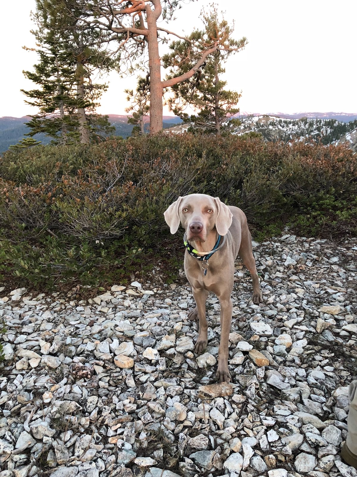 Hiking buddy | Scrolller