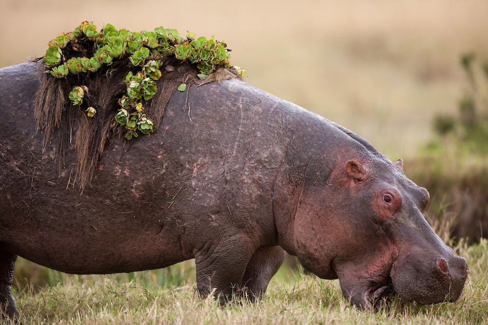 Hippo with a saddle | Scrolller
