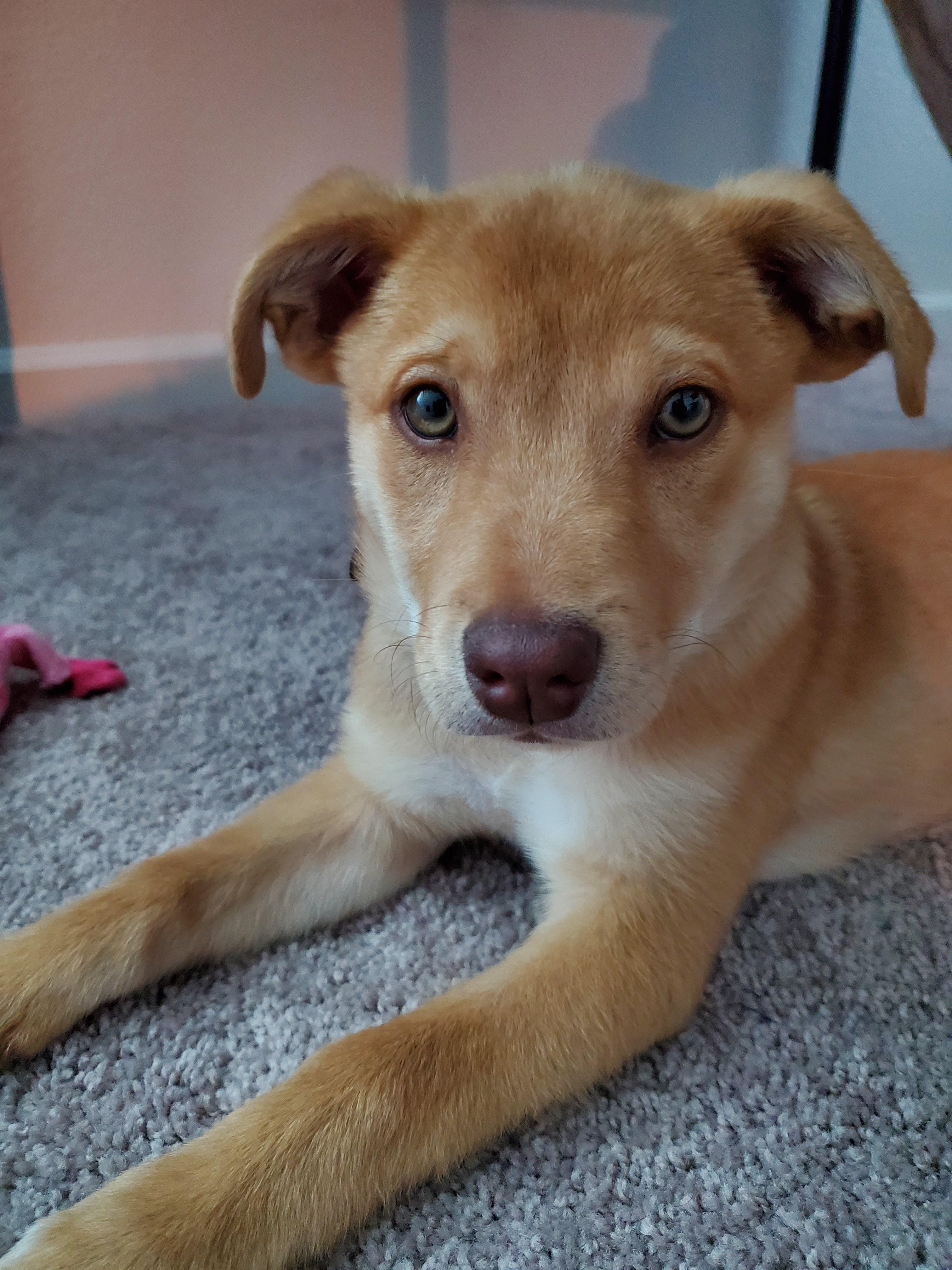 His ears get me | Scrolller