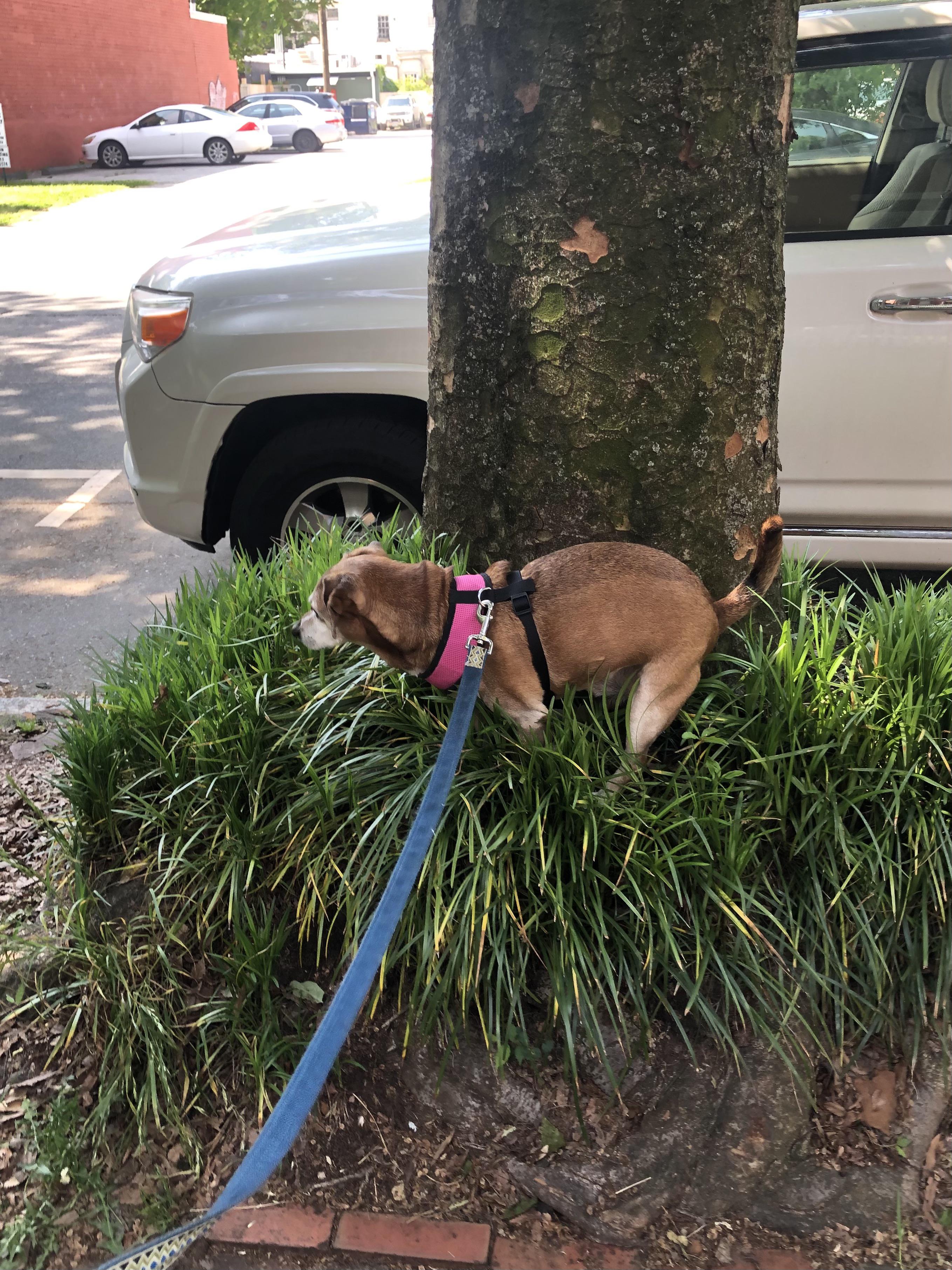 His favorite tree to poop on | Scrolller