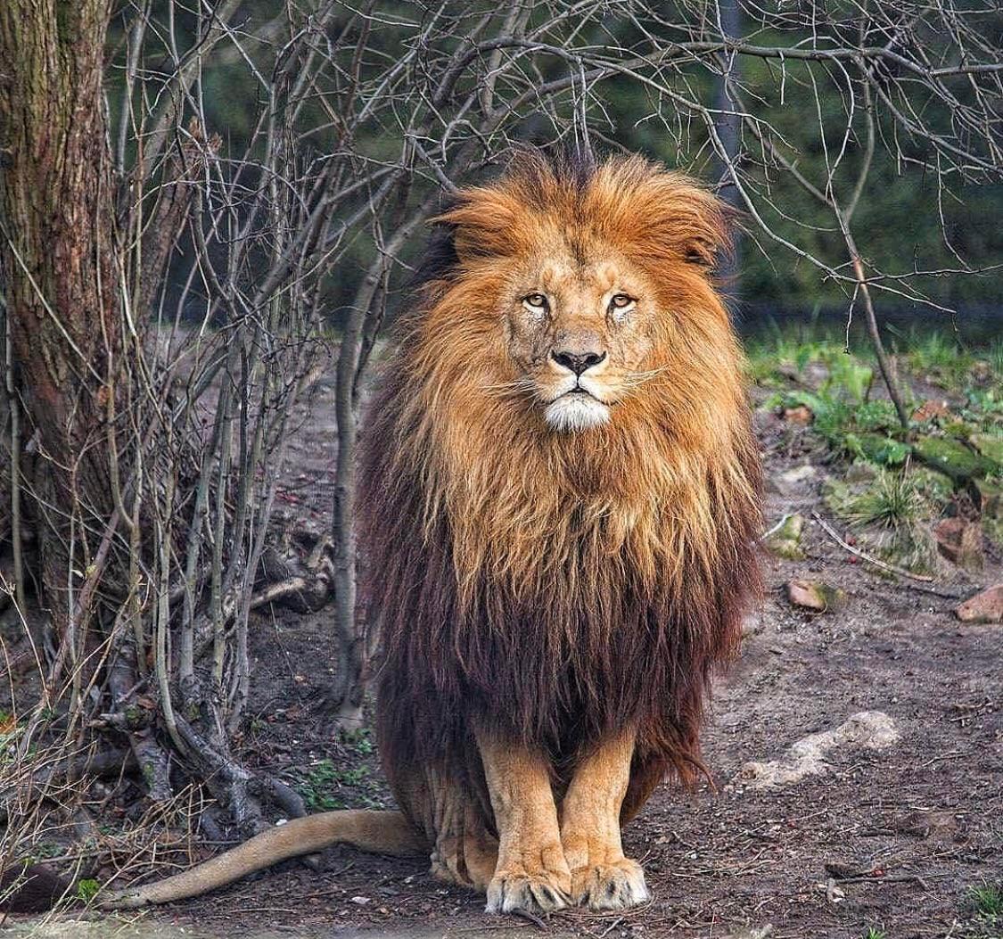 His Majesty | Scrolller