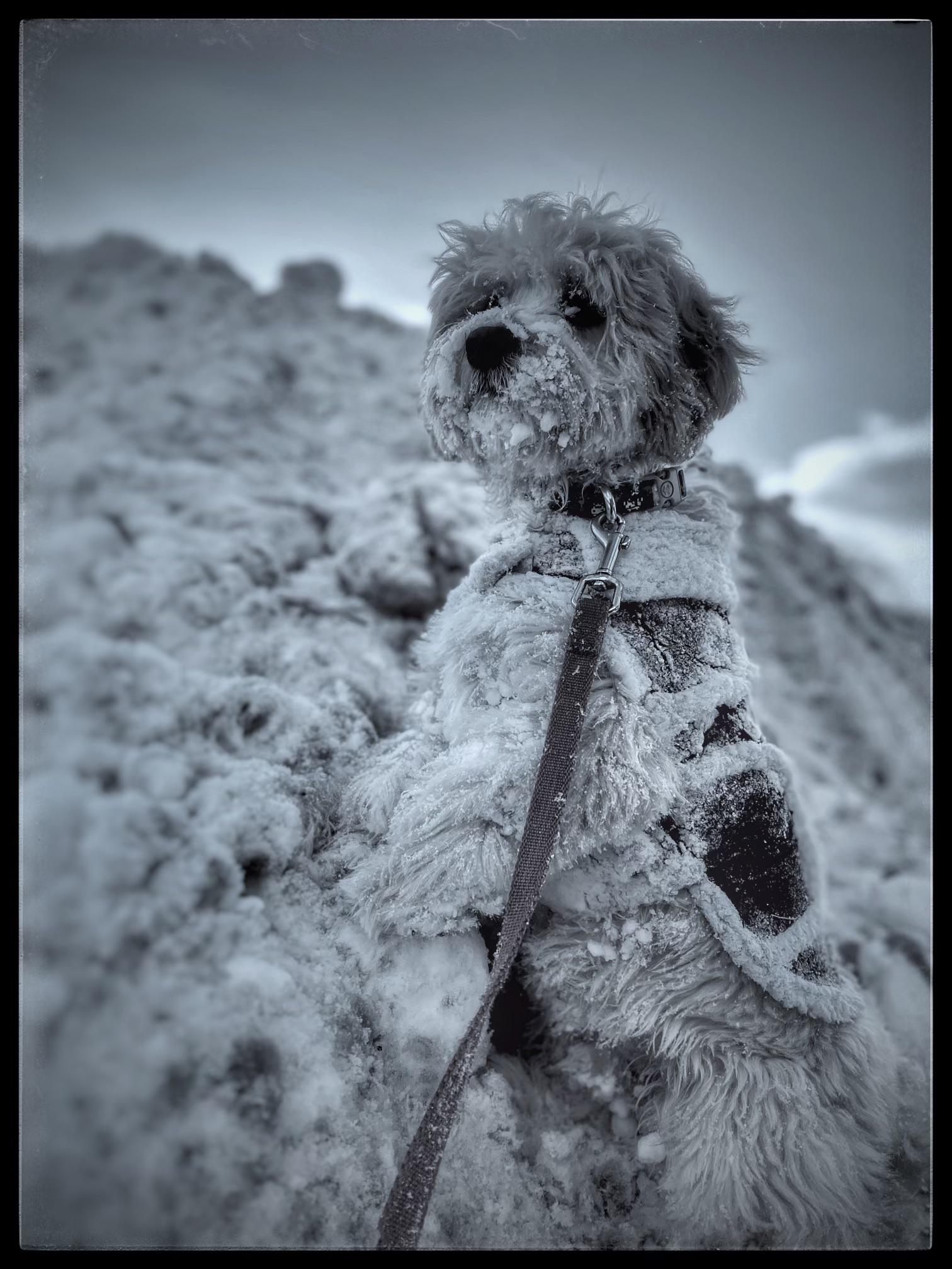 His Majesty, King Arthur | Scrolller