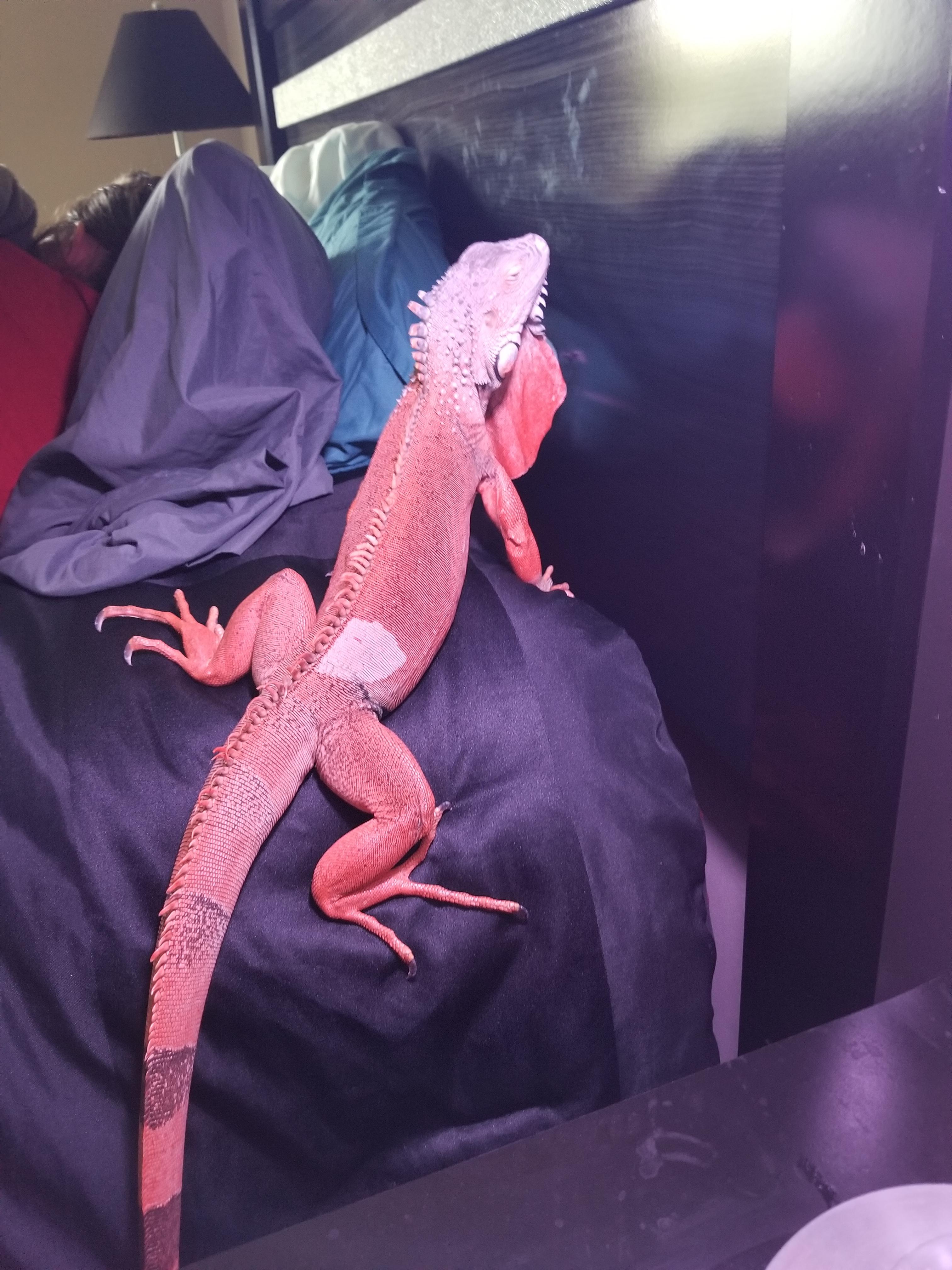 His name is Kevin | Scrolller