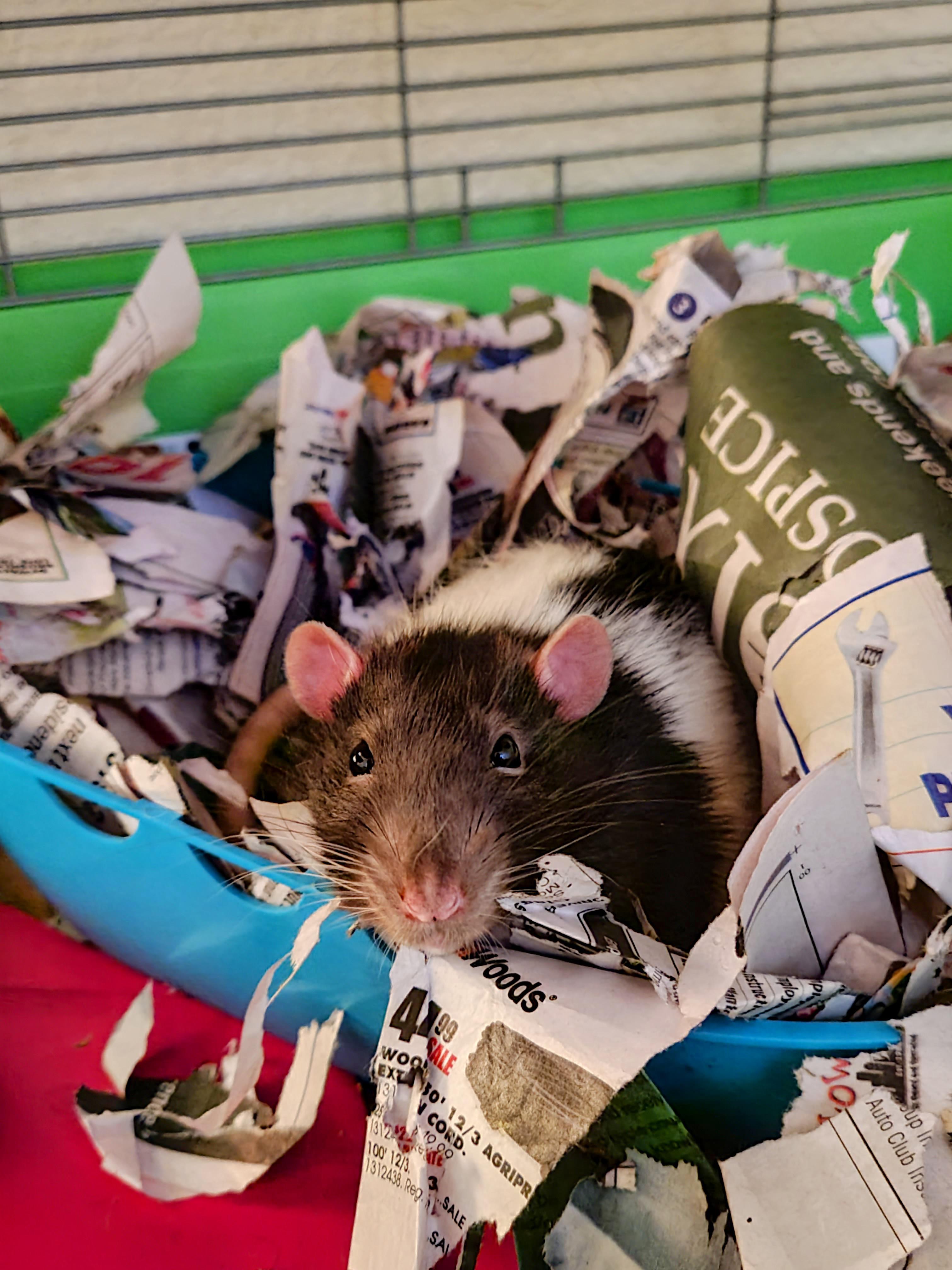 His nest looks comfy 😌 | Scrolller