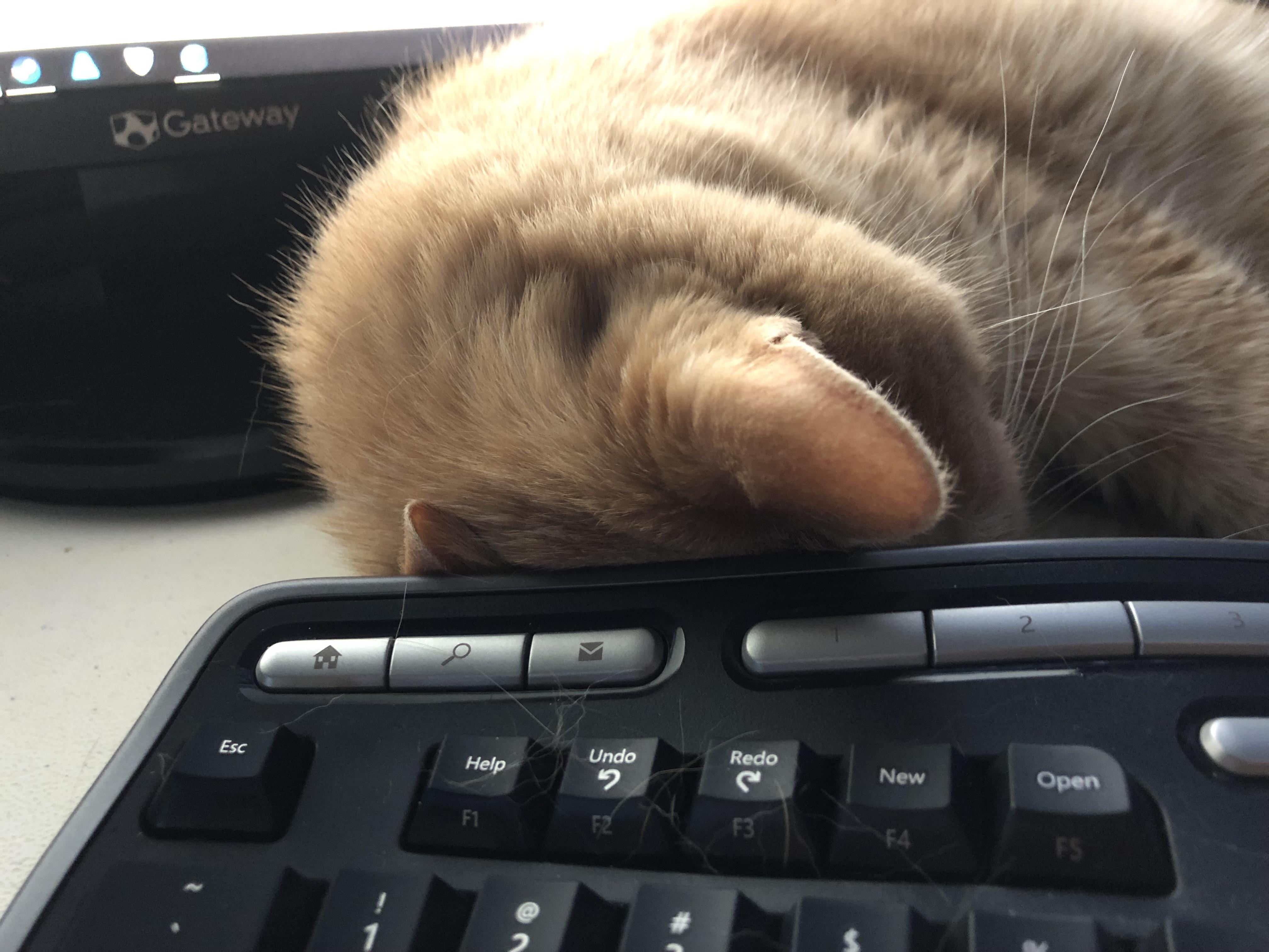 His right ear... | Scrolller