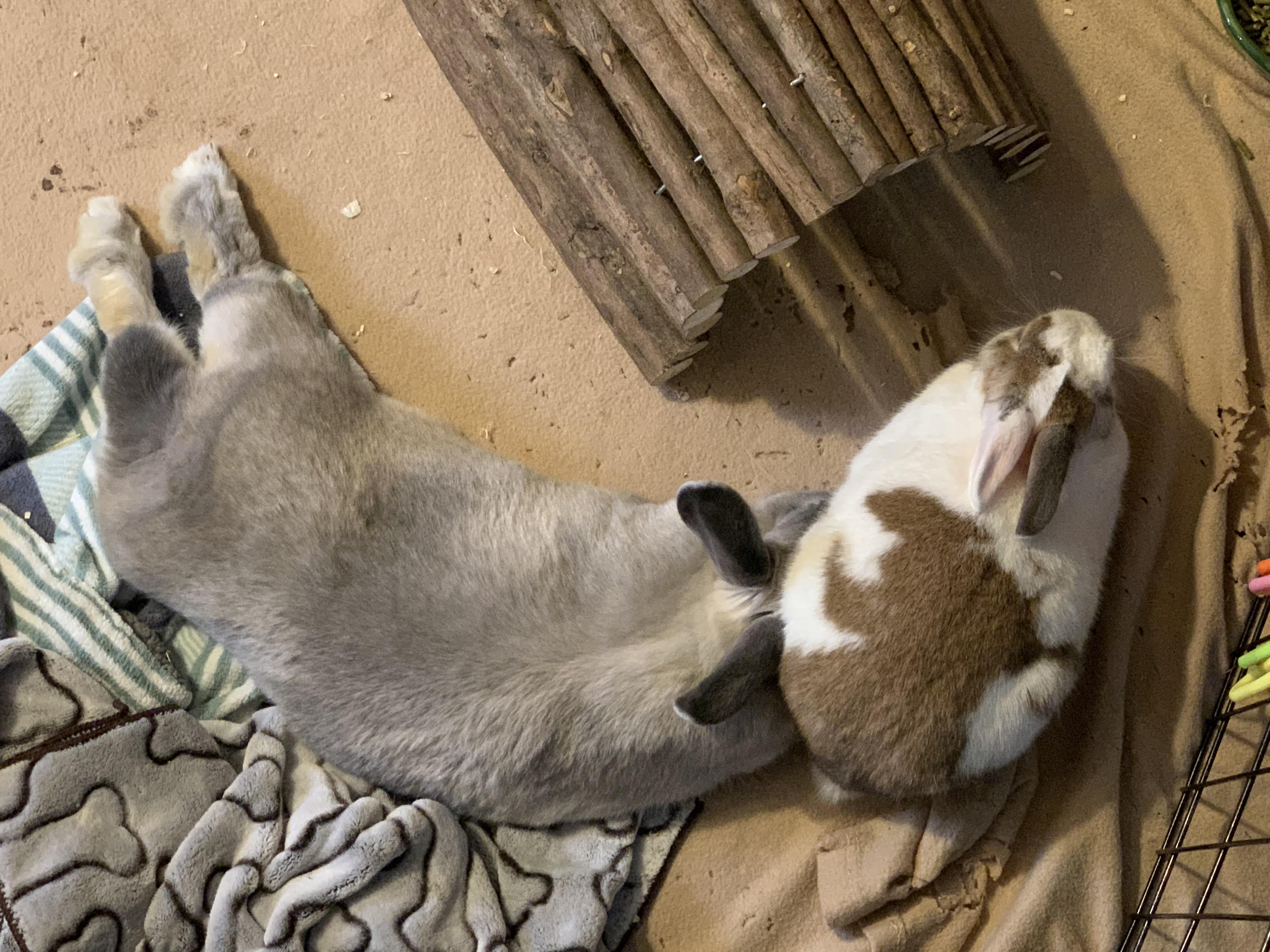 Hmm, let me look closer at this Rorschach blot | Scrolller