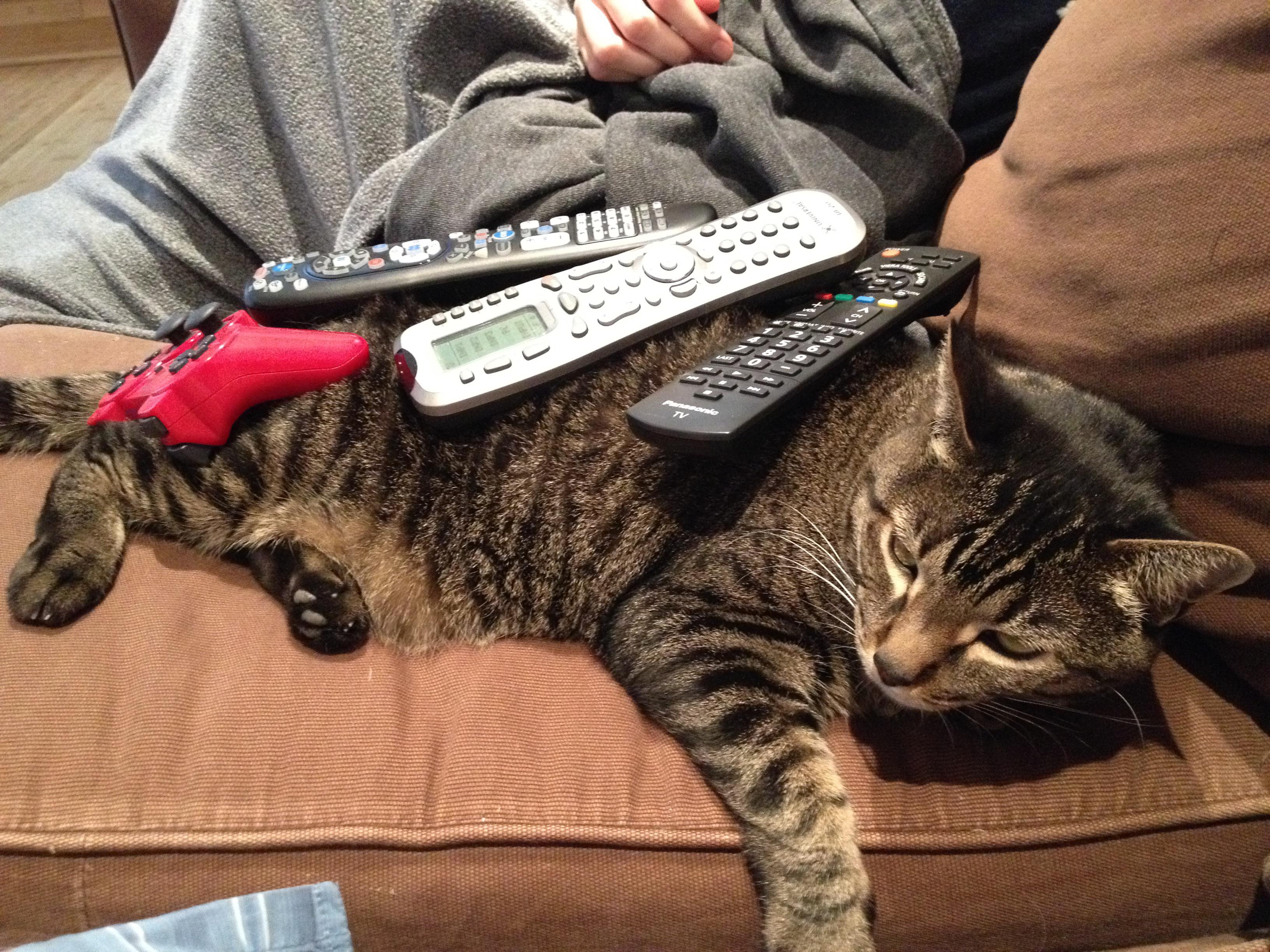 Hoggin’ the remote(s) | Scrolller