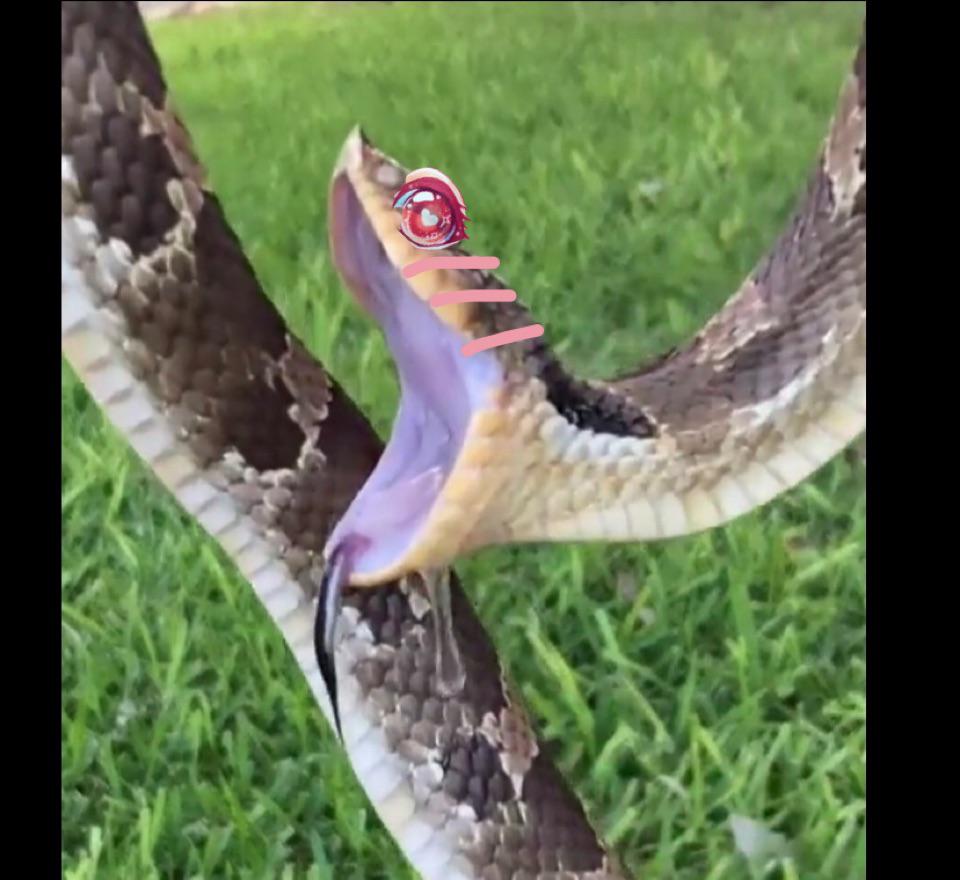 Hognose Ahegao with drool | Scrolller