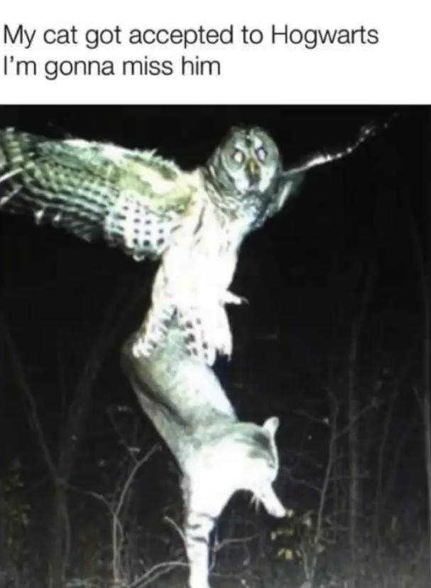 Hogwarts rule | Scrolller