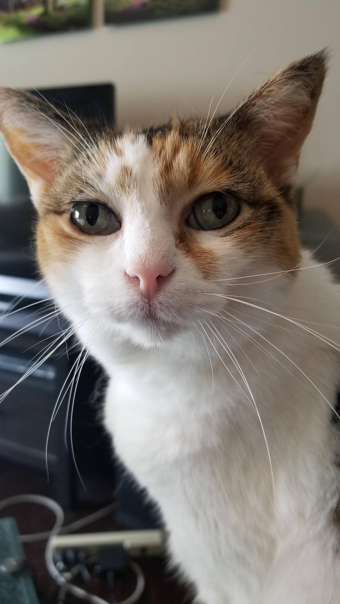 Holly, our 15 year old calico | Scrolller