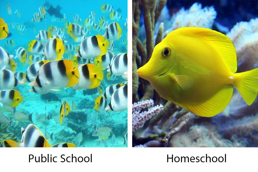 Homeschool memes | Scrolller