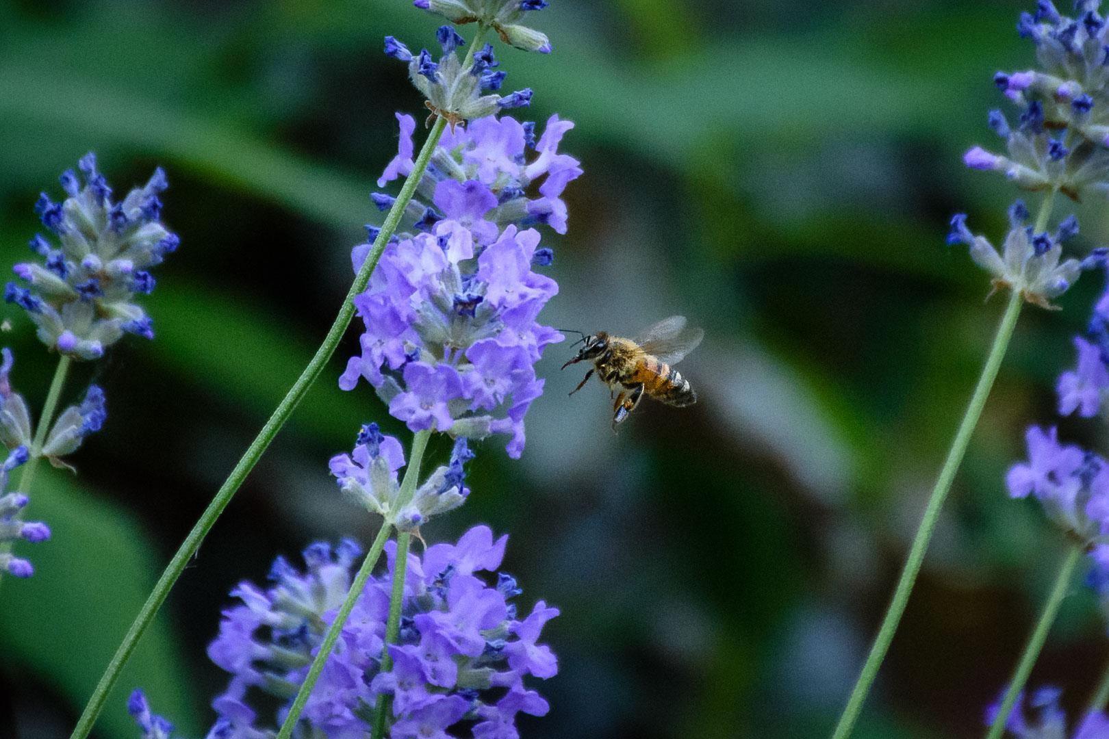 Honey Bee sampling the lavender | Scrolller