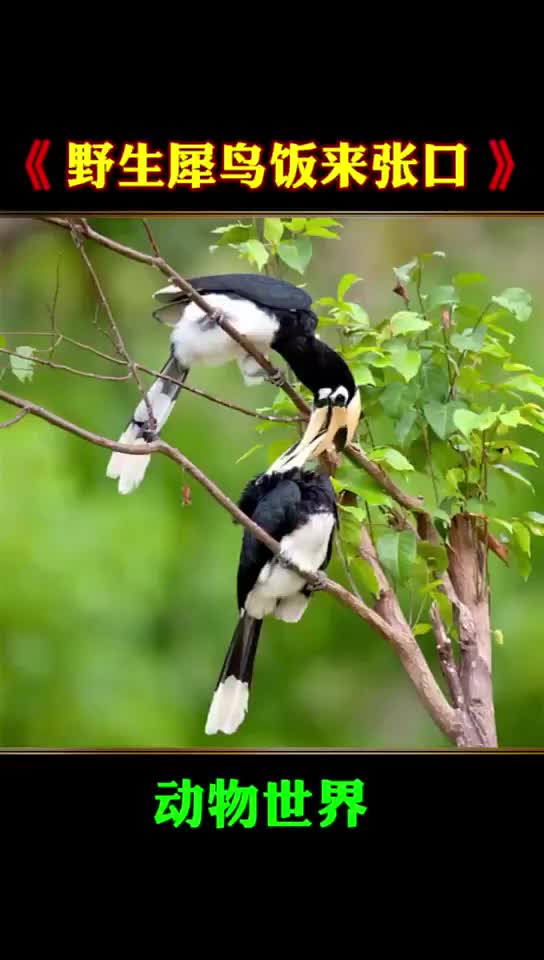 Hornbills snacking on Bats | Scrolller