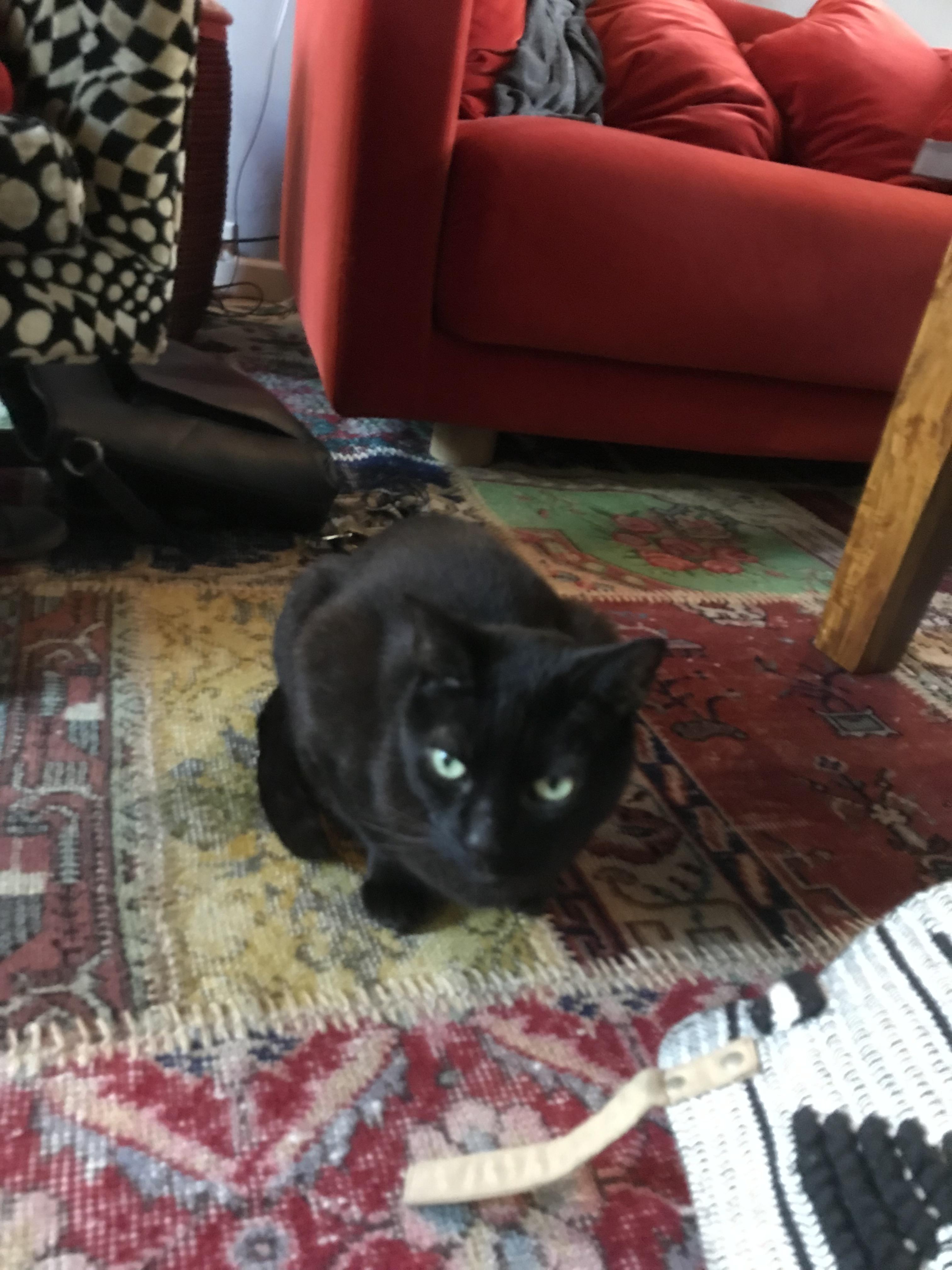 Hot and spicy black olive panther loaf | Scrolller