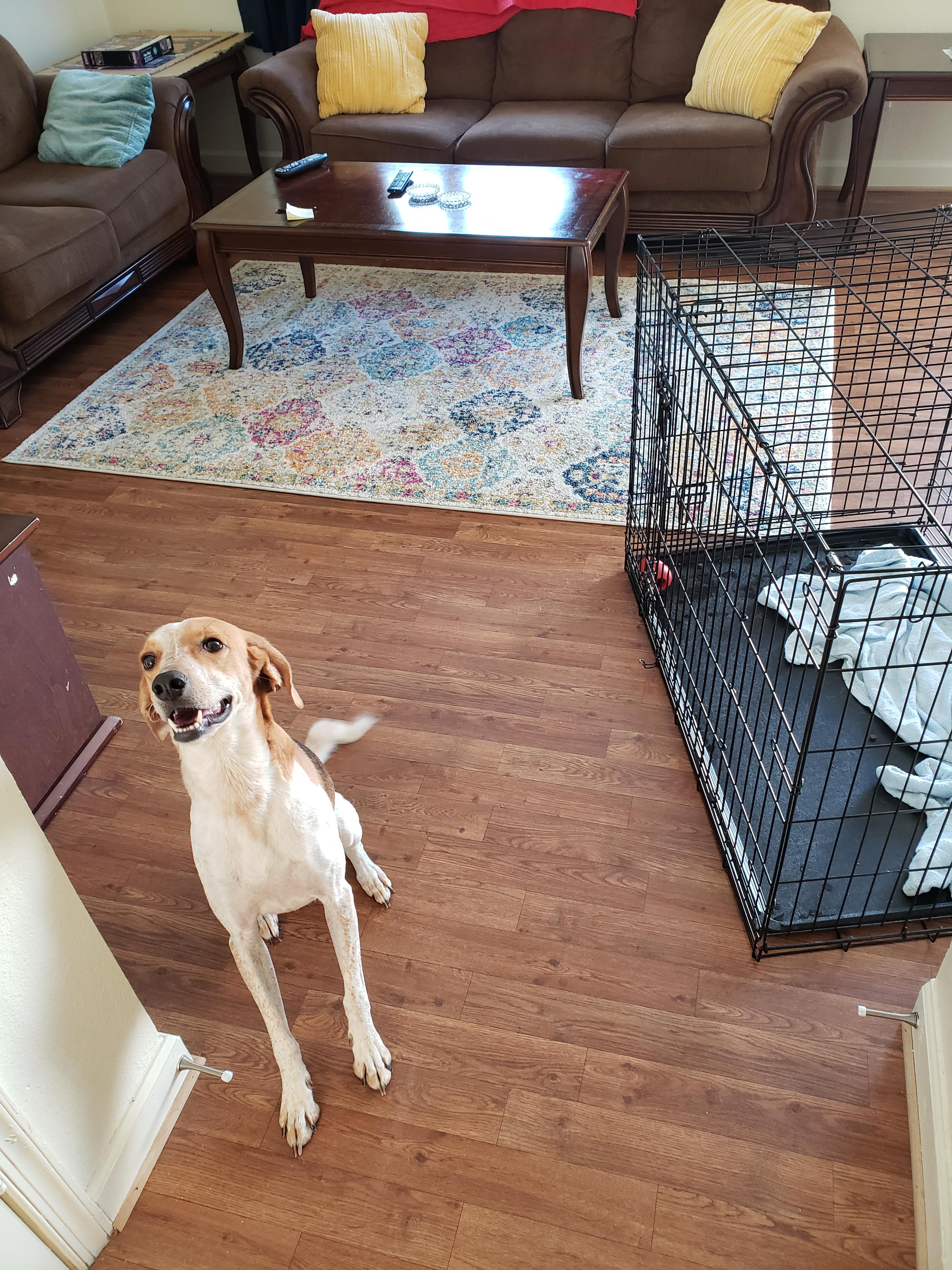 Houdini'd herself out of the crate | Scrolller