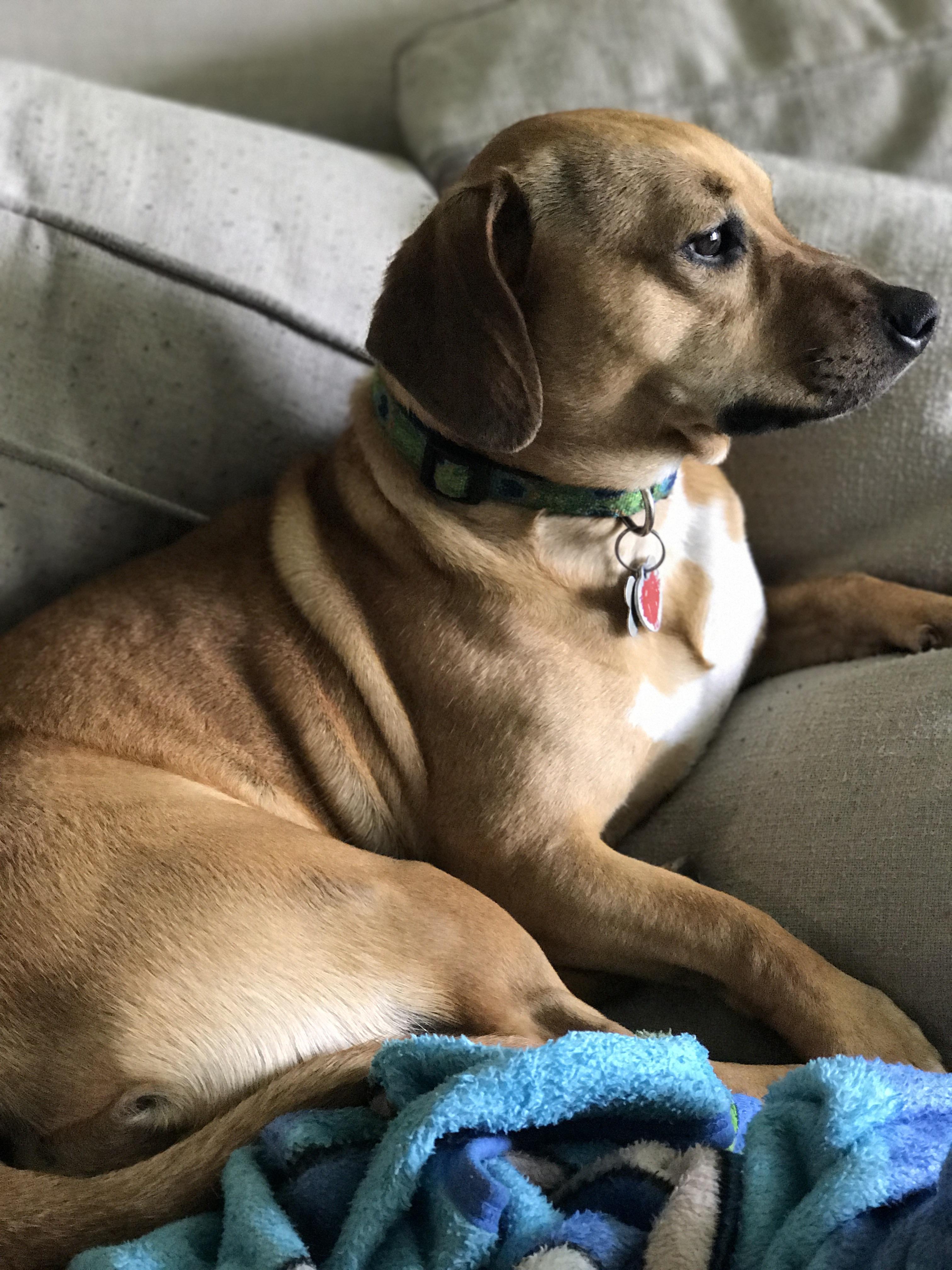 Hound loaf | Scrolller