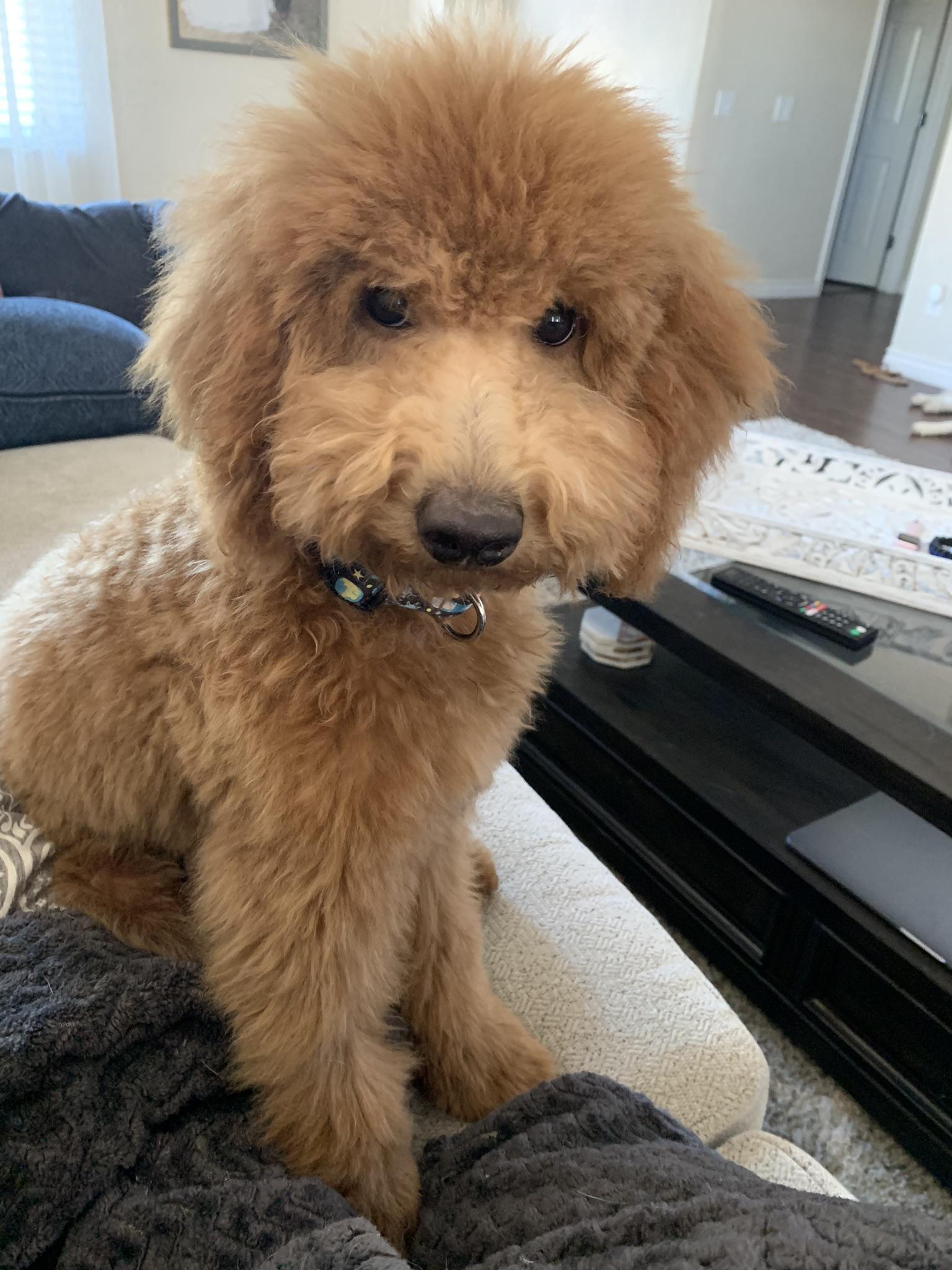 Houston after his first grooming experience! | Scrolller