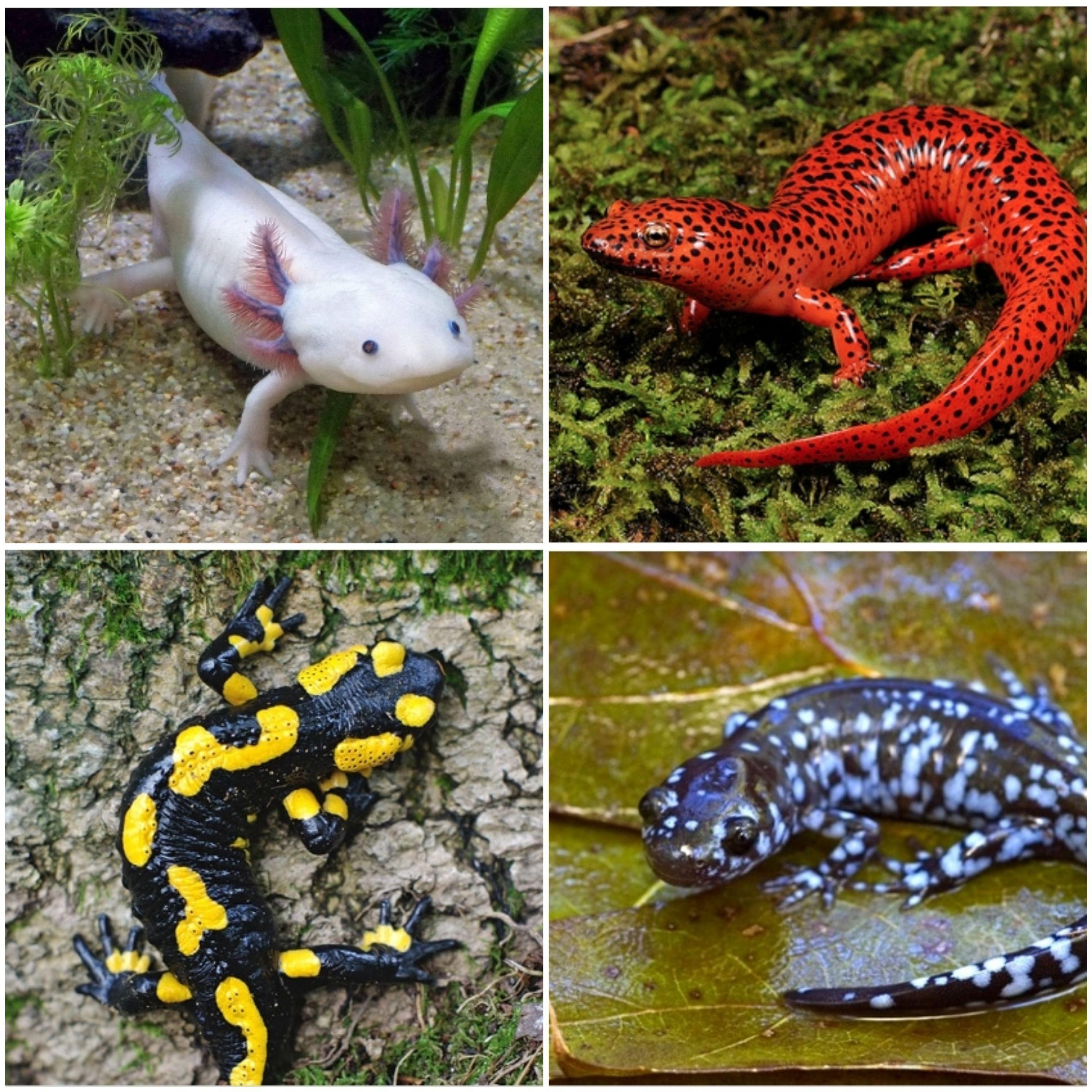 How about salamanders? | Scrolller