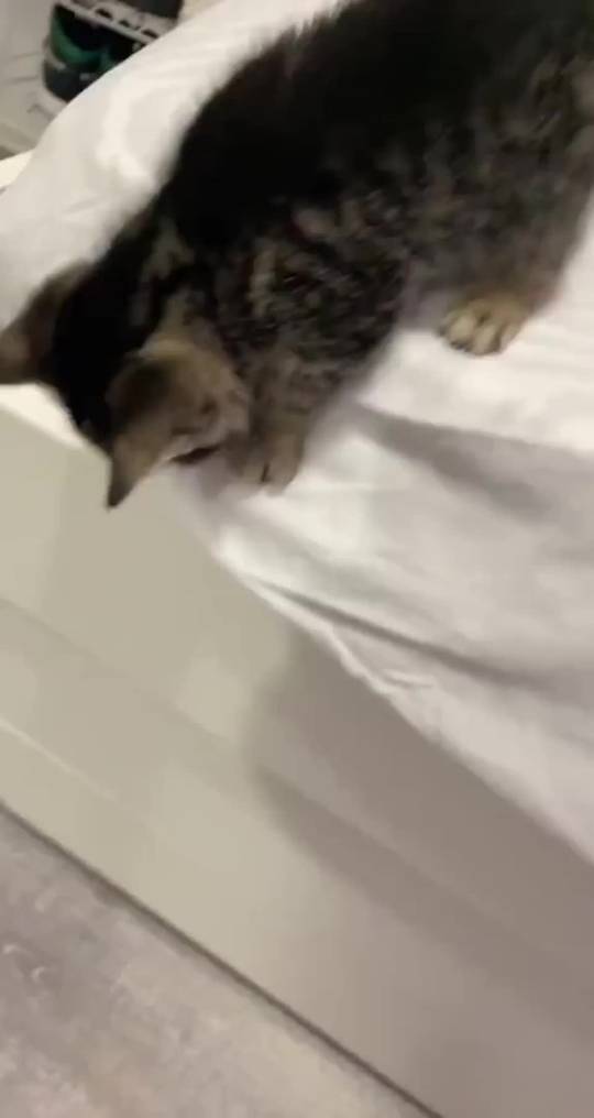 HOW. DARE. YOU. | Scrolller